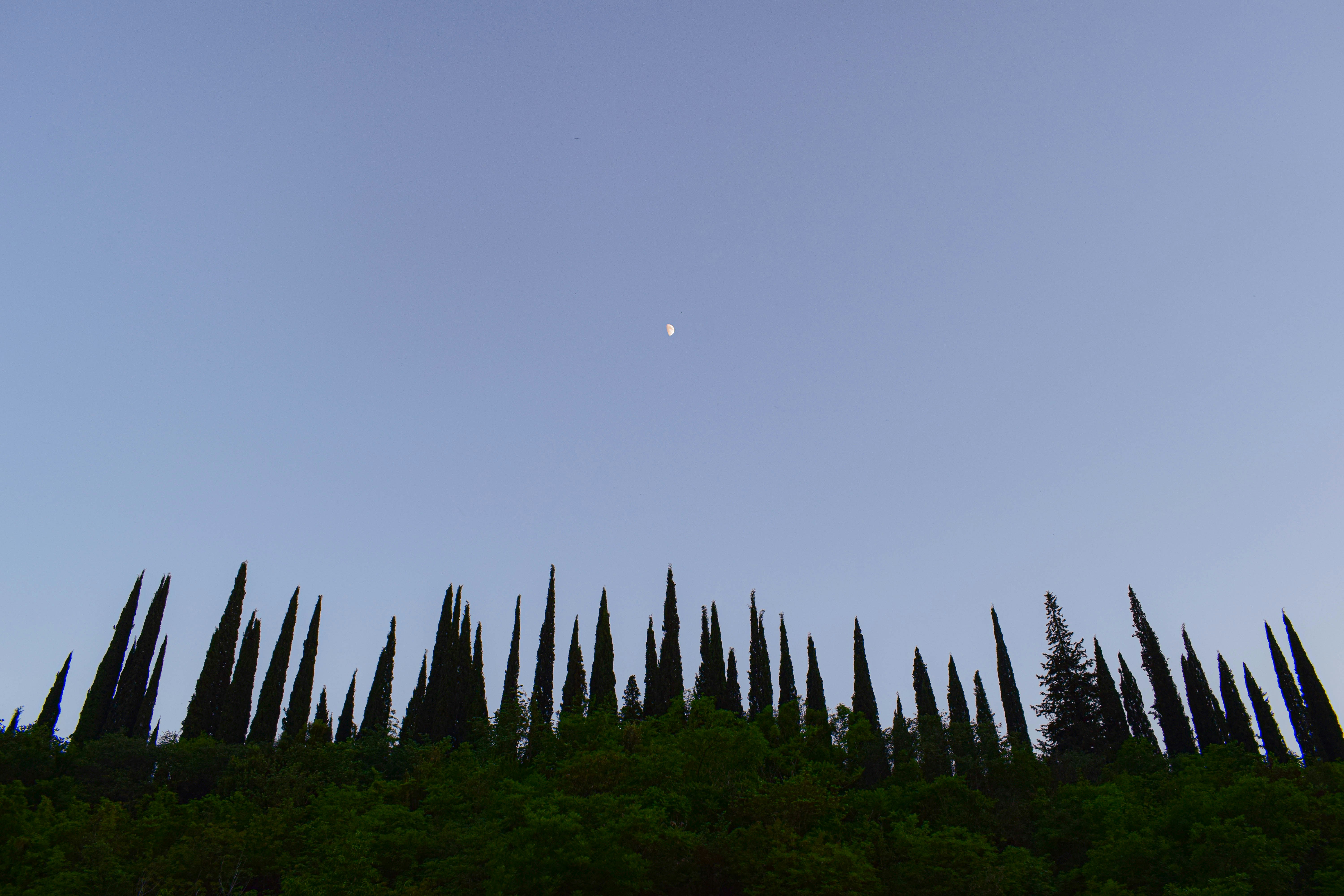 Moon Above the Cypress Ridge: Silhouettes Under a Pristine Blue Sky
