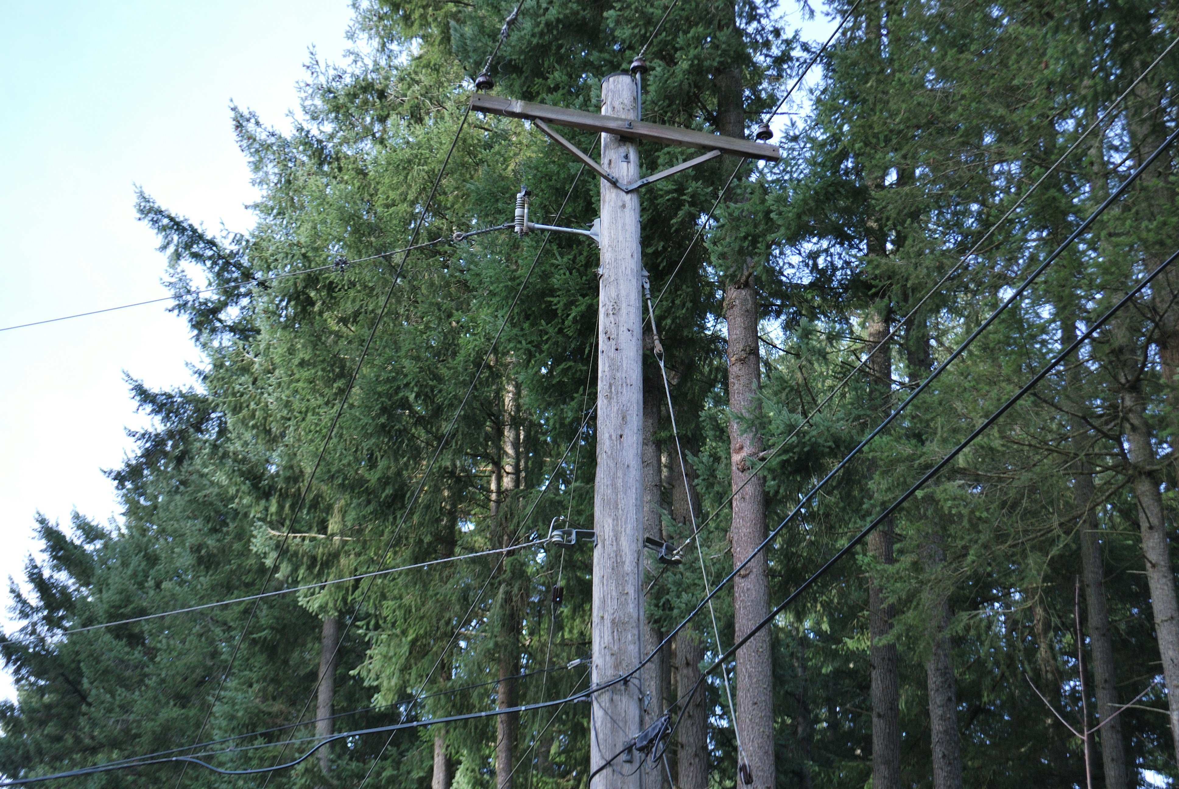 Crossarm Summit Beneath the Pine Canopy