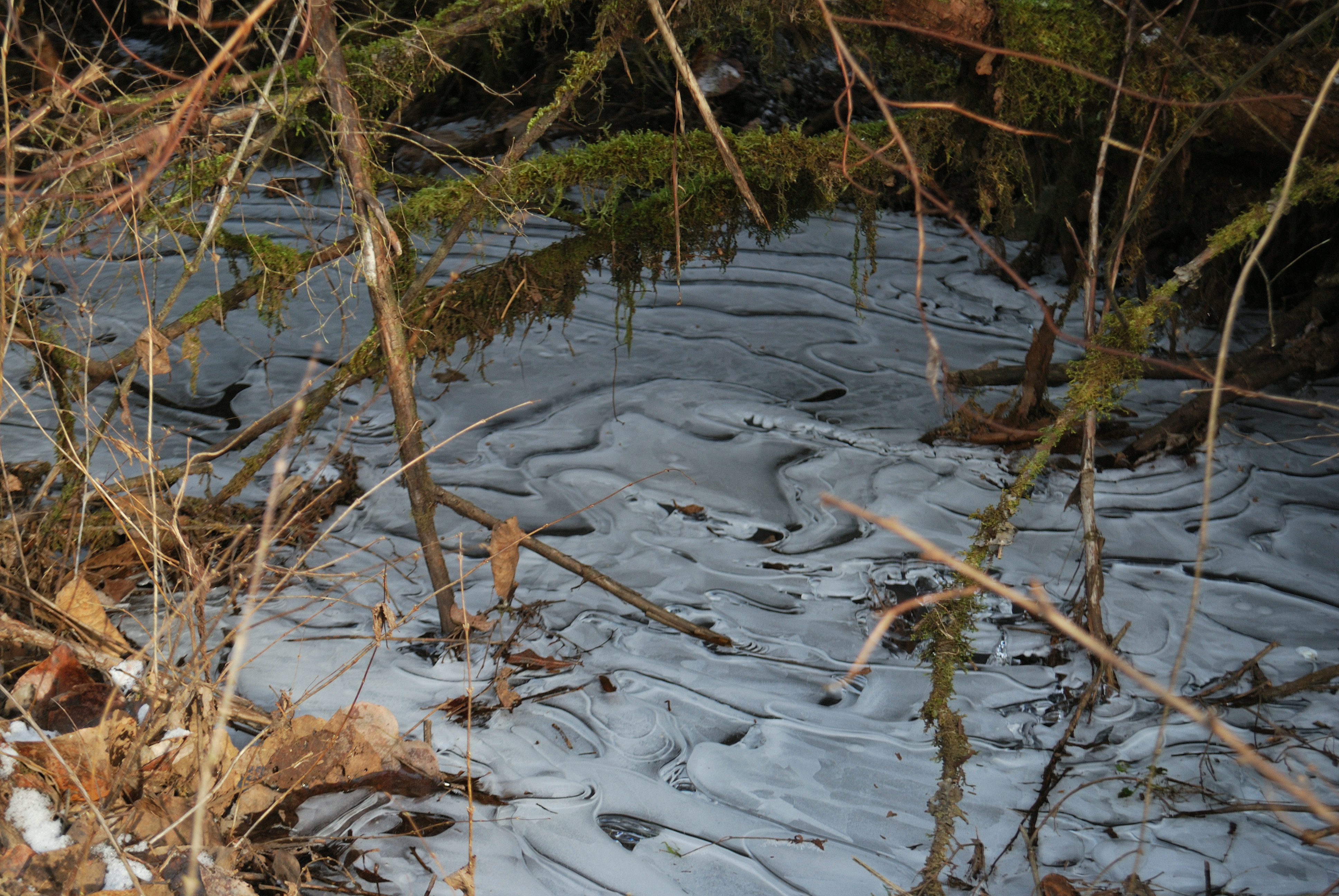 Frigid Lace: Ice Patterns Framed by Winter Branches