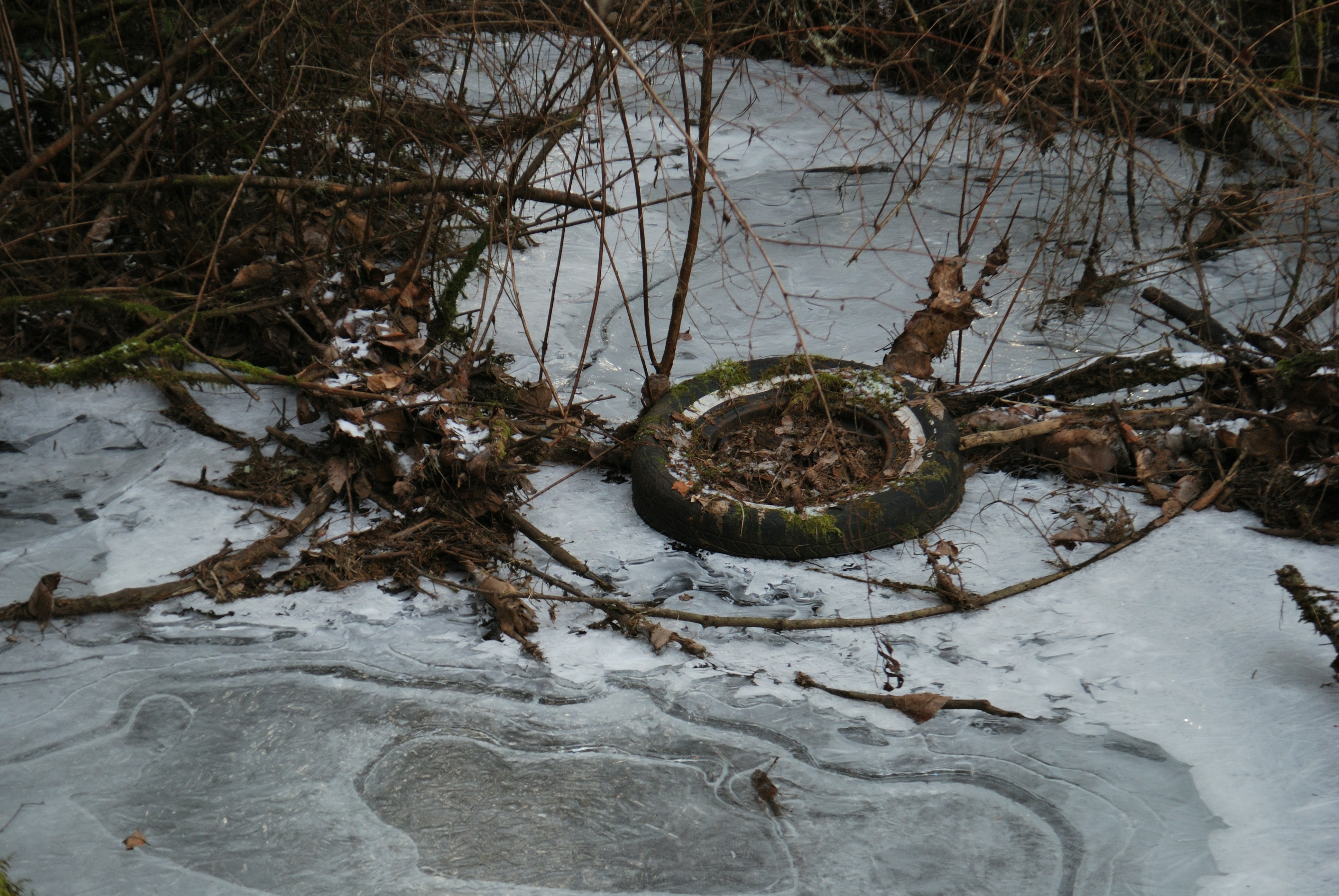 Winter Remains: A Tire Entangled by Branches on a Snowy Riverbank