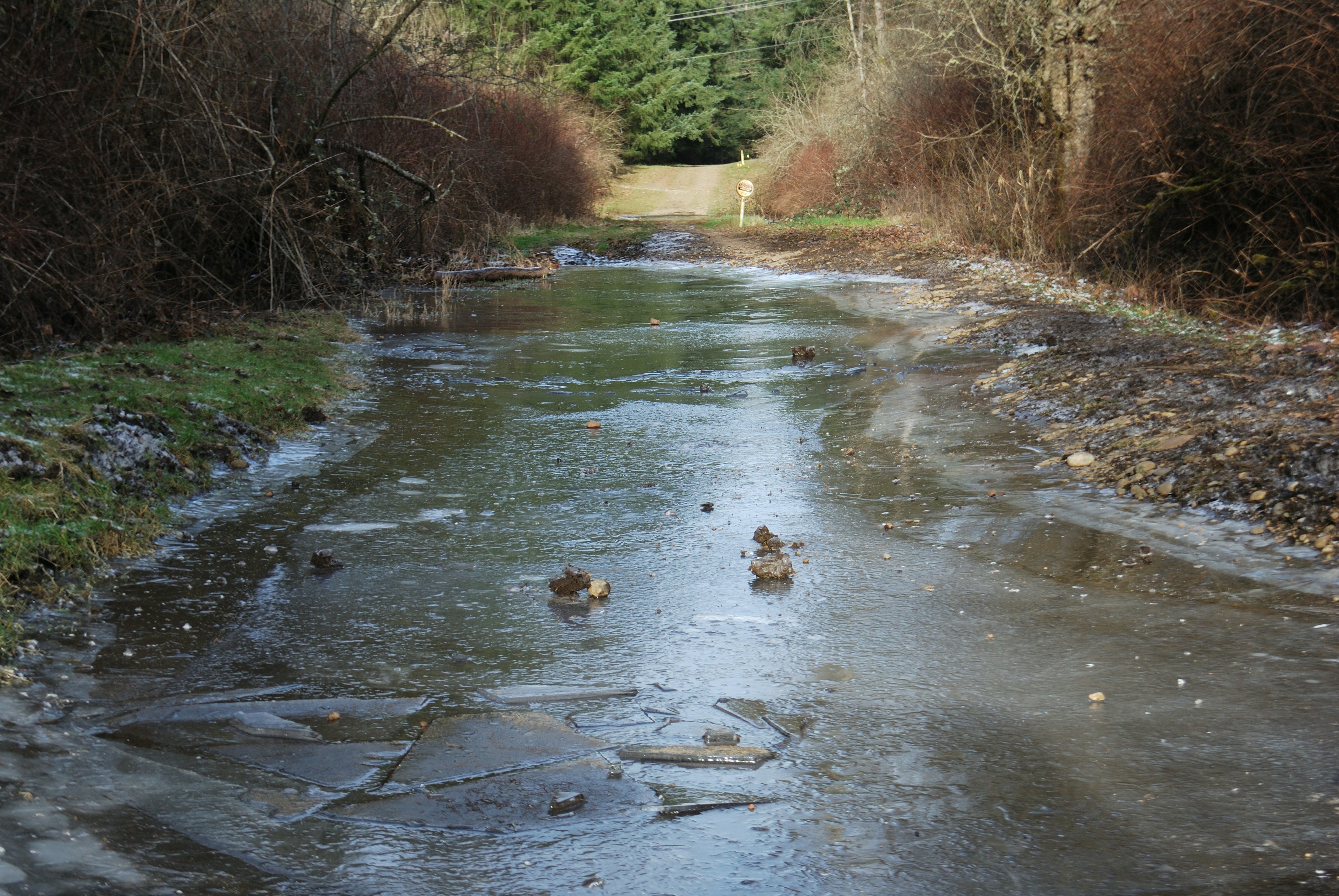 Winter Stream Corridor: Icy Channel Under a Quiet Canopy