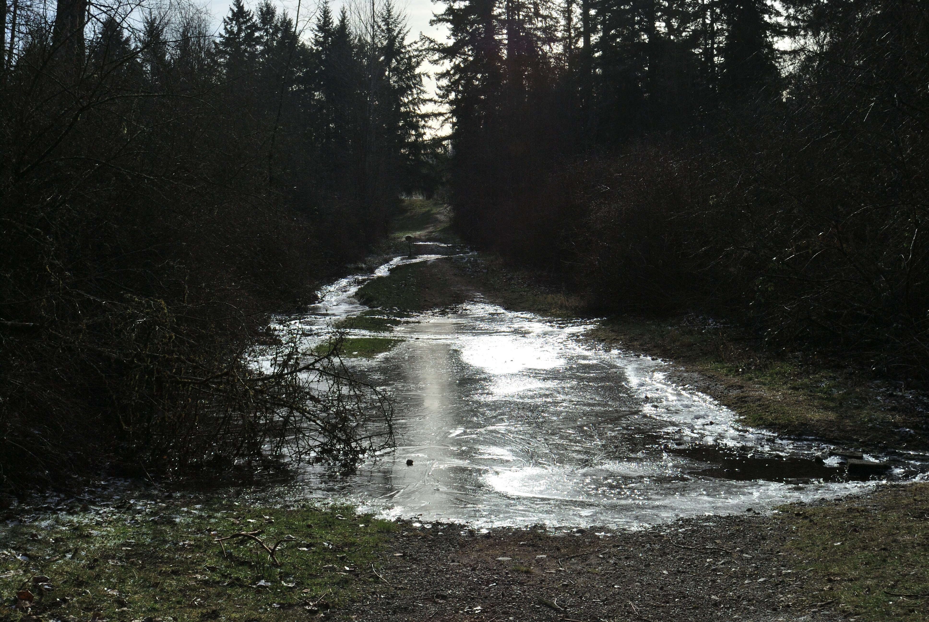 A winding, waterlogged trail meanders through a dense forest, reflecting sunlight amidst the trees. The scene captures the serene aftermath of a recent rain.