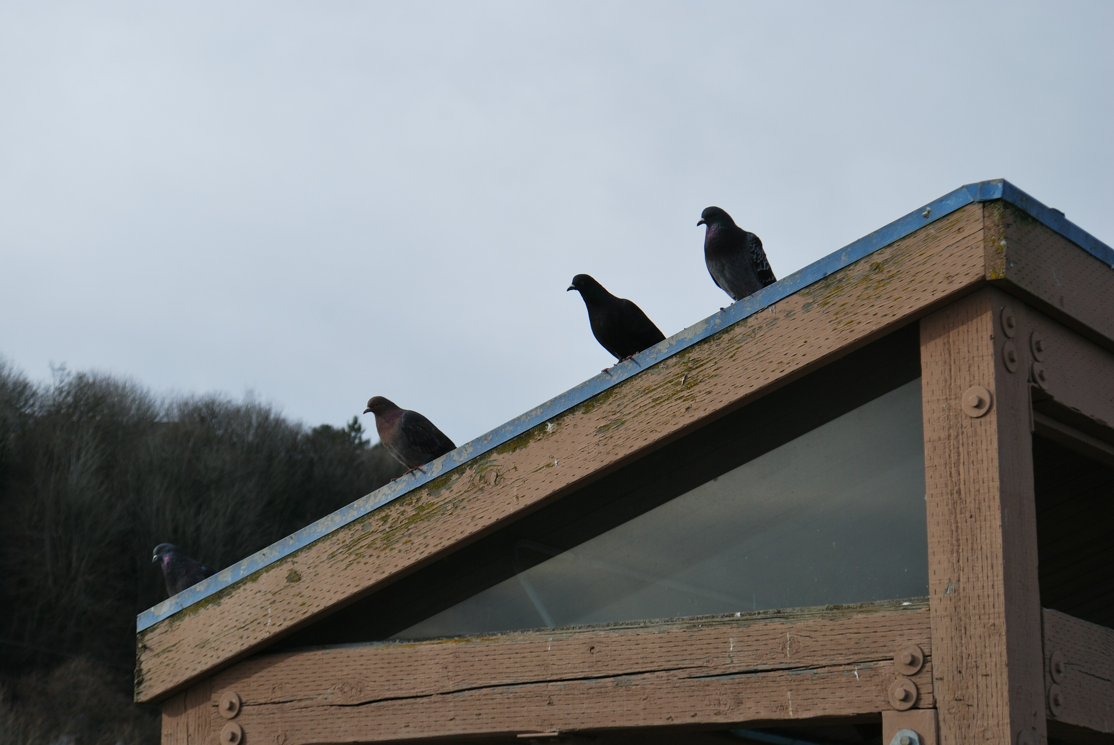 Pigeons on the Roofline: Three silhouettes perched along weathered cedar under a gray sky
