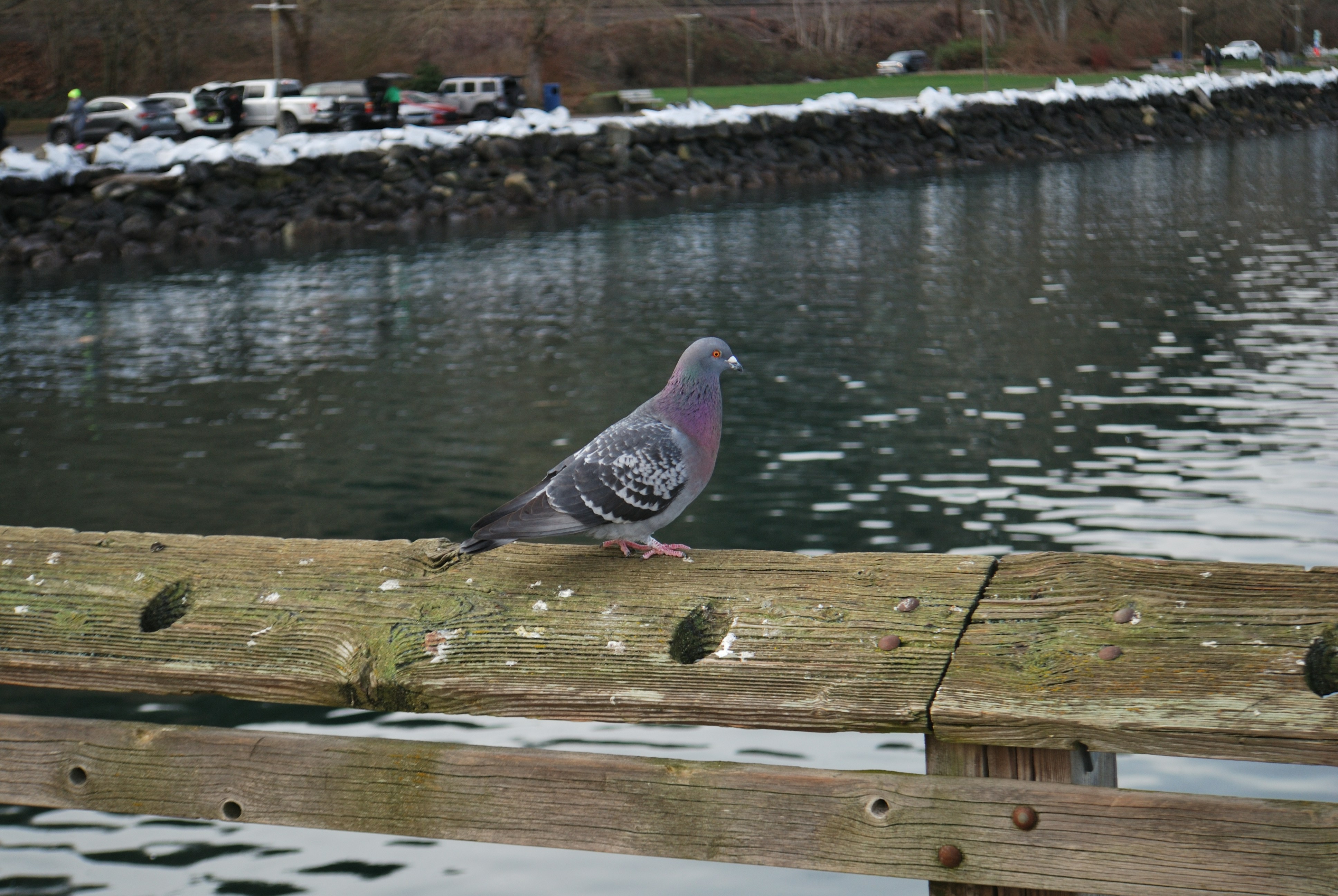 Harbor Sentinel: Pigeon on the Weathered Rail