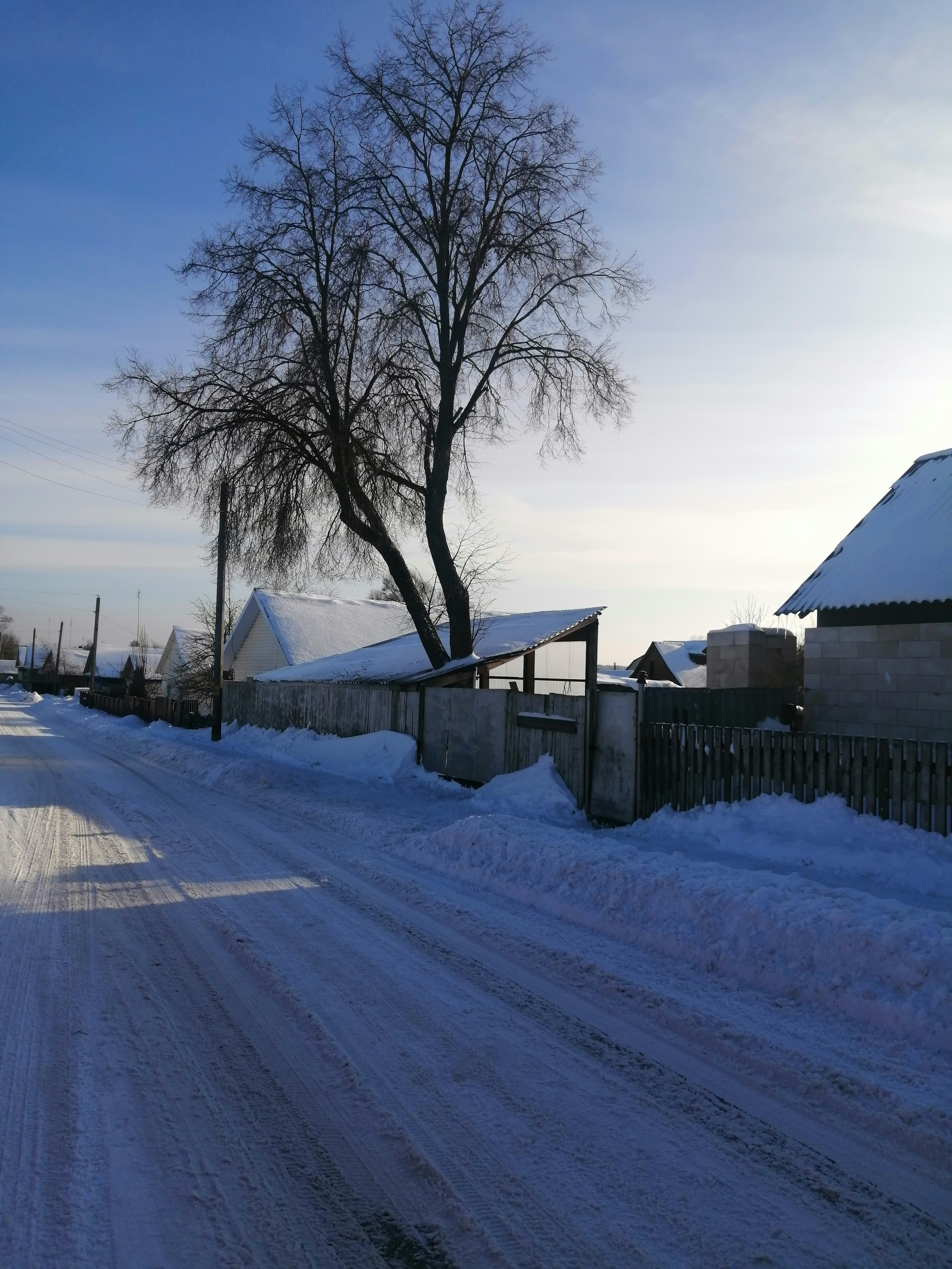 The Sentinel Tree Over a Snowbound Village Street