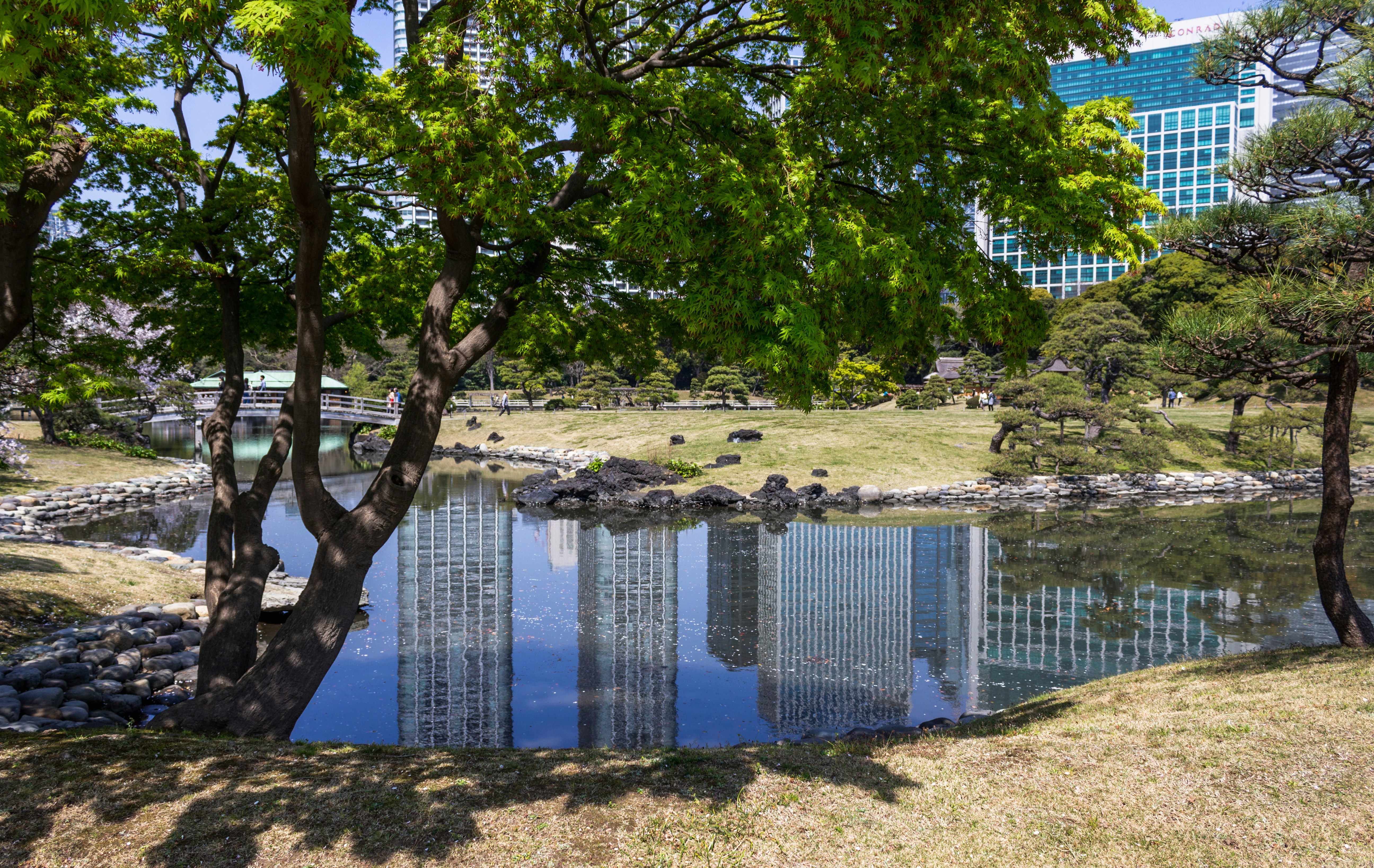 City Reflections Between Trees: A Quiet Park Pond Mirrors Skyscrapers