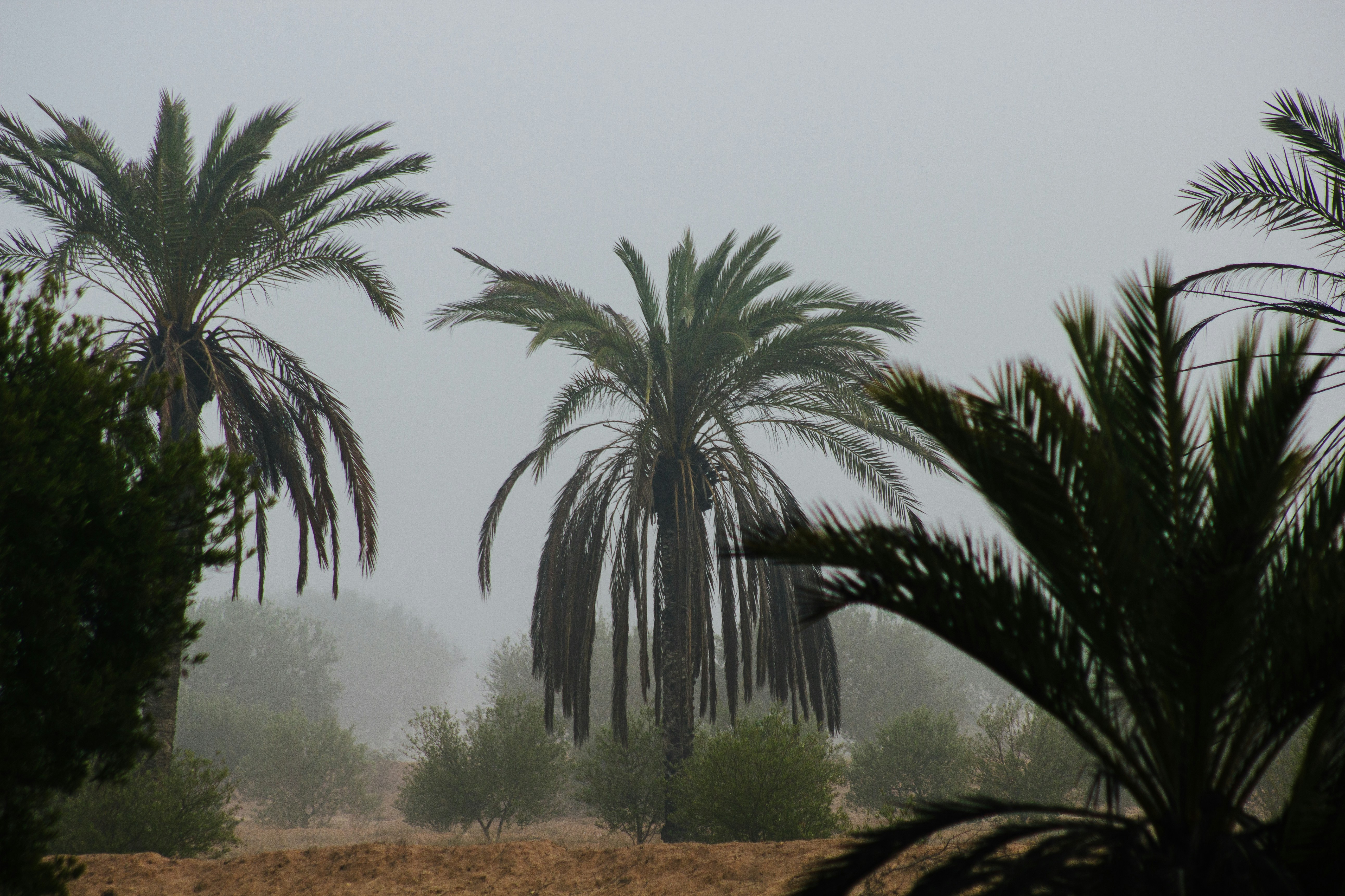 Tall palm trees shrouded in a soft morning mist, creating an ethereal landscape.