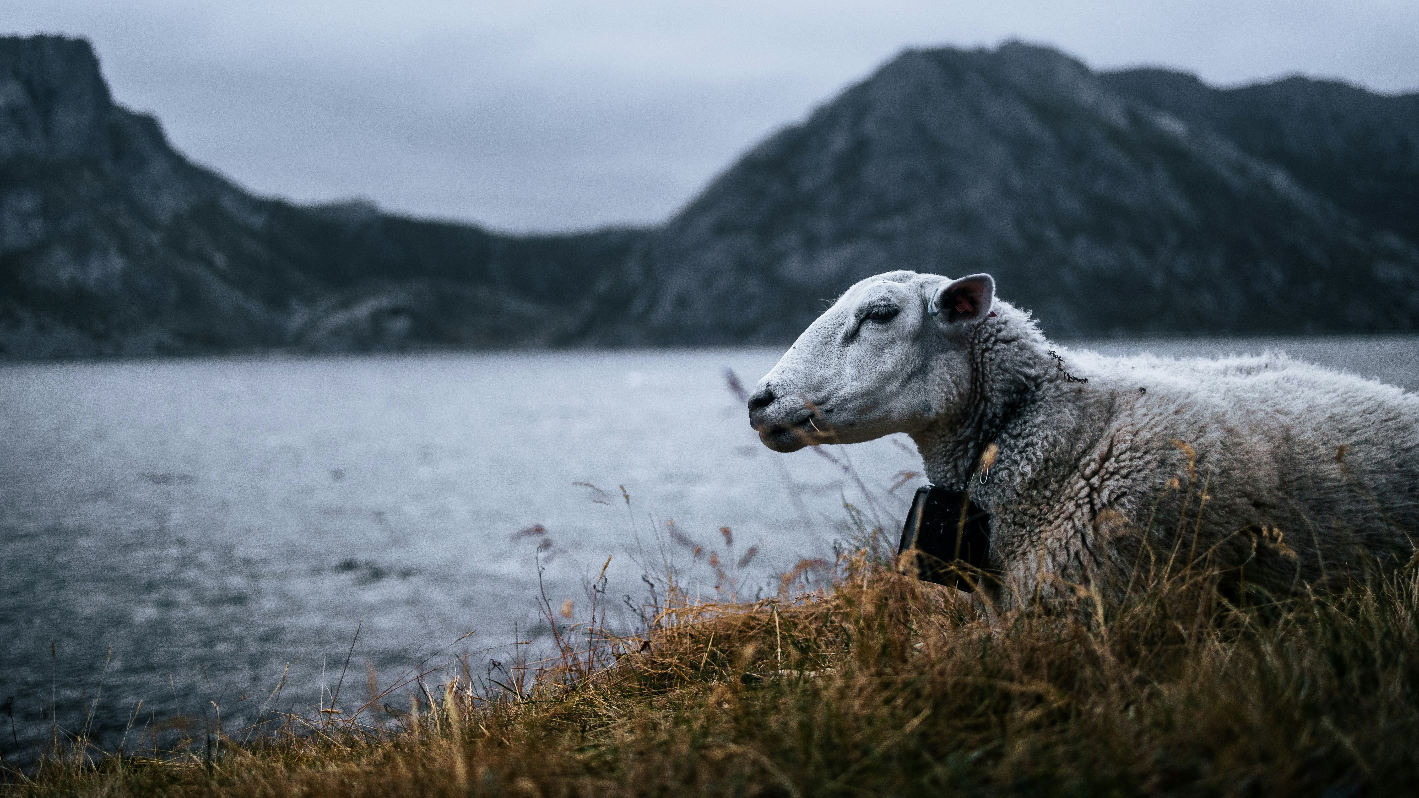 Lone Ewe by the Loch, Beneath Wind-Scoured Peaks