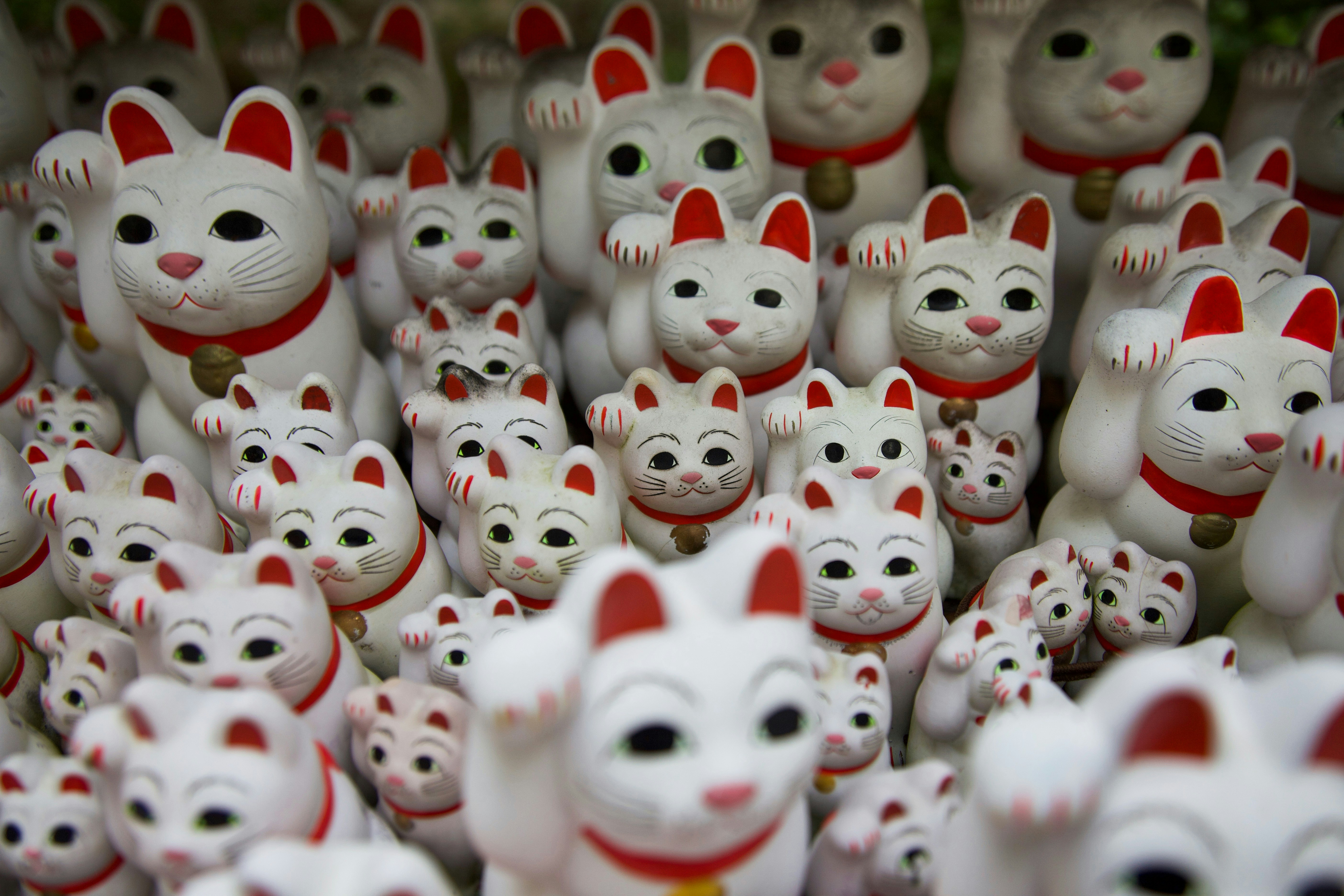 A bunch of white cats that are standing up photo – Free Tokyo Image on ...