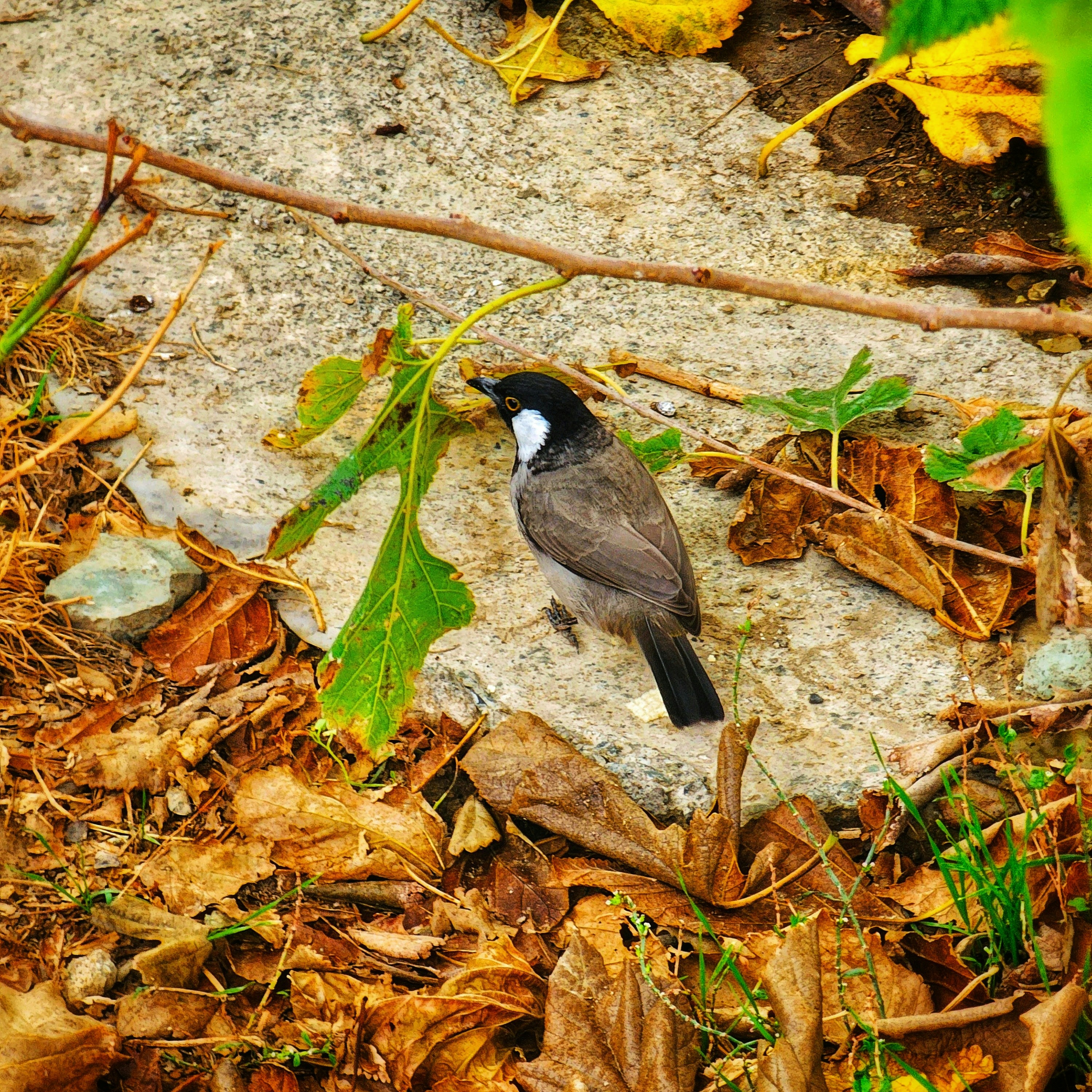Ground-Level Chickadee: Autumn in Focus