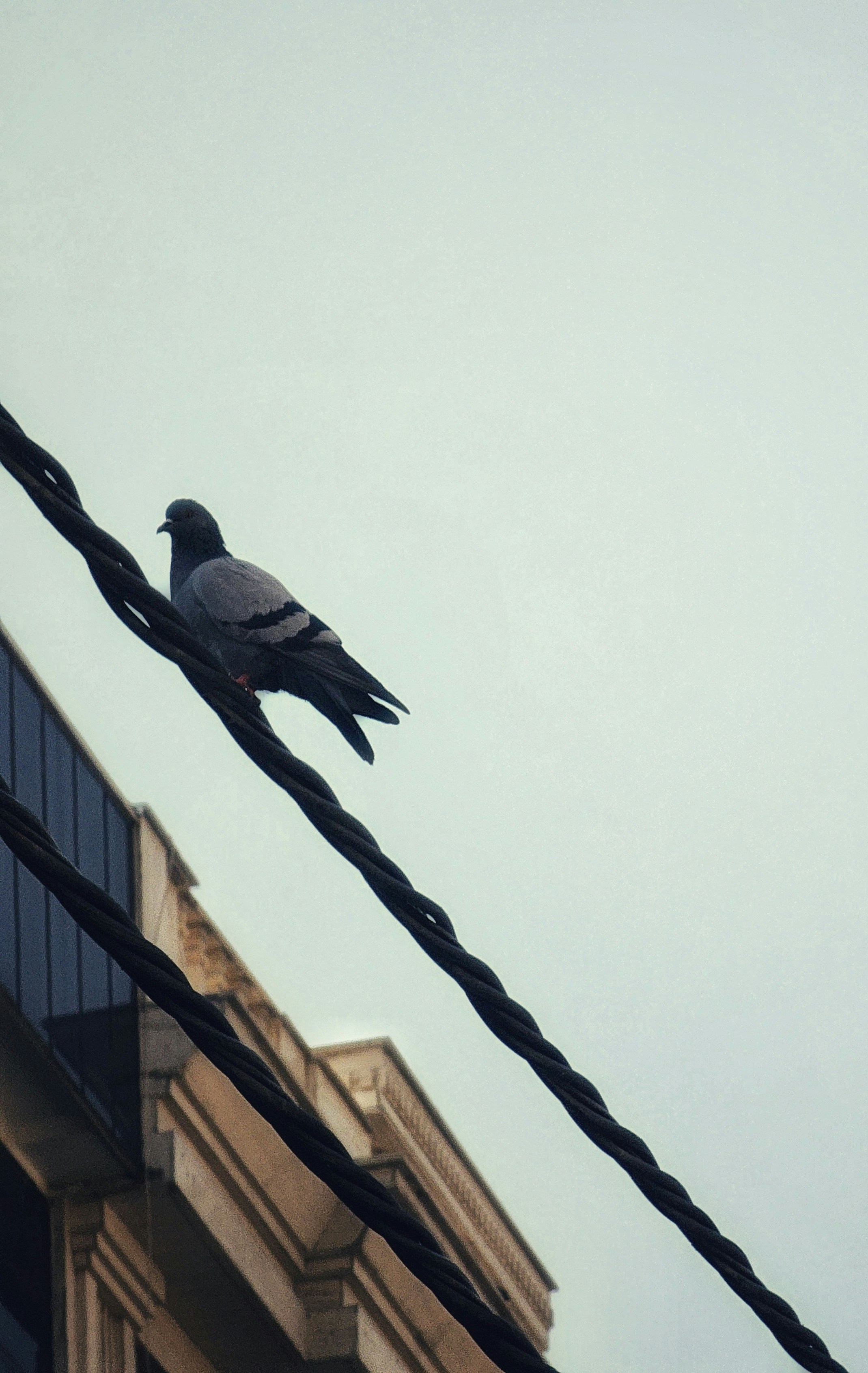 Urban Perch: A Moment of Stillness