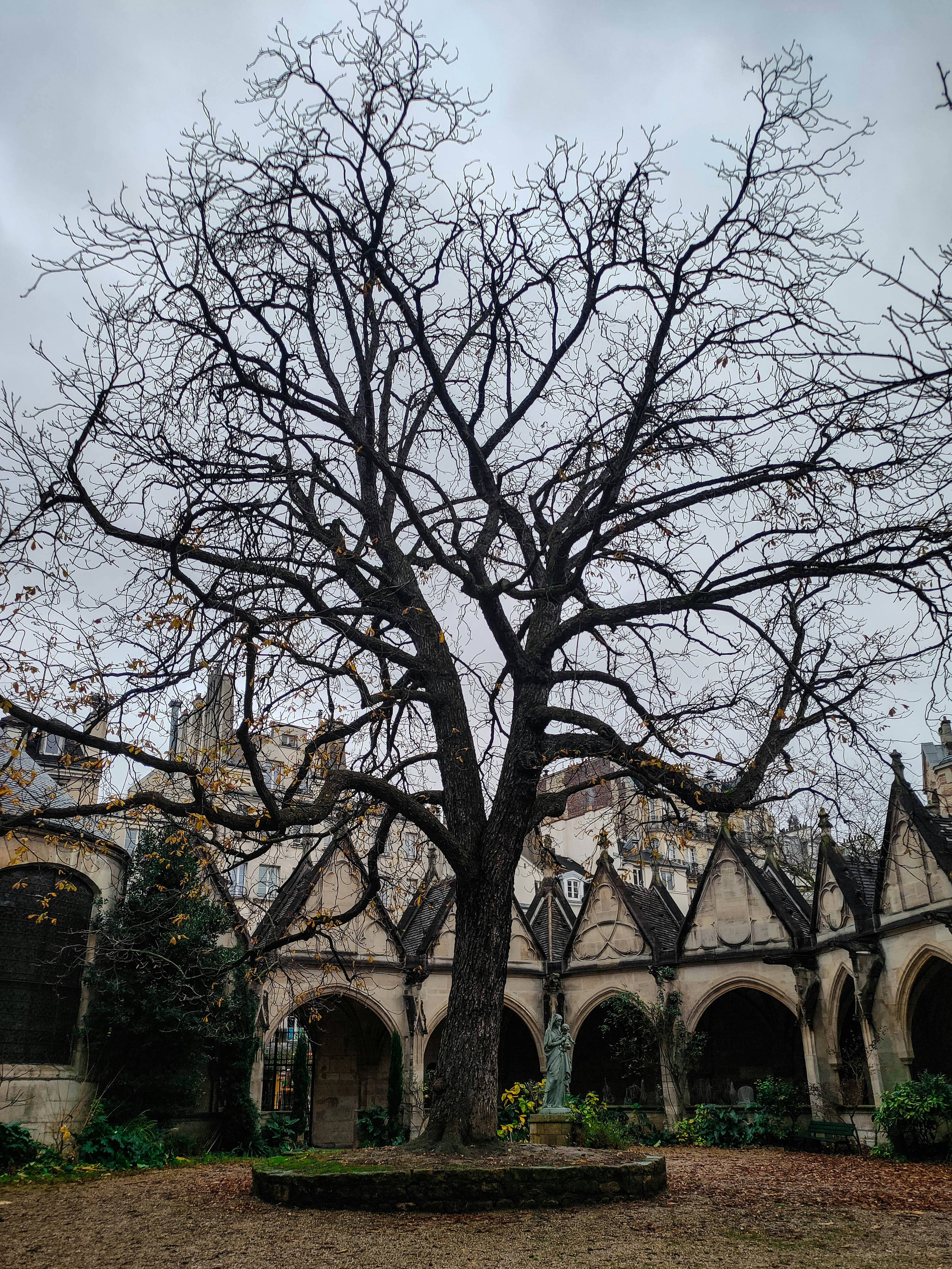 A large bare tree in front of a building photo – Free Paris Image on ...