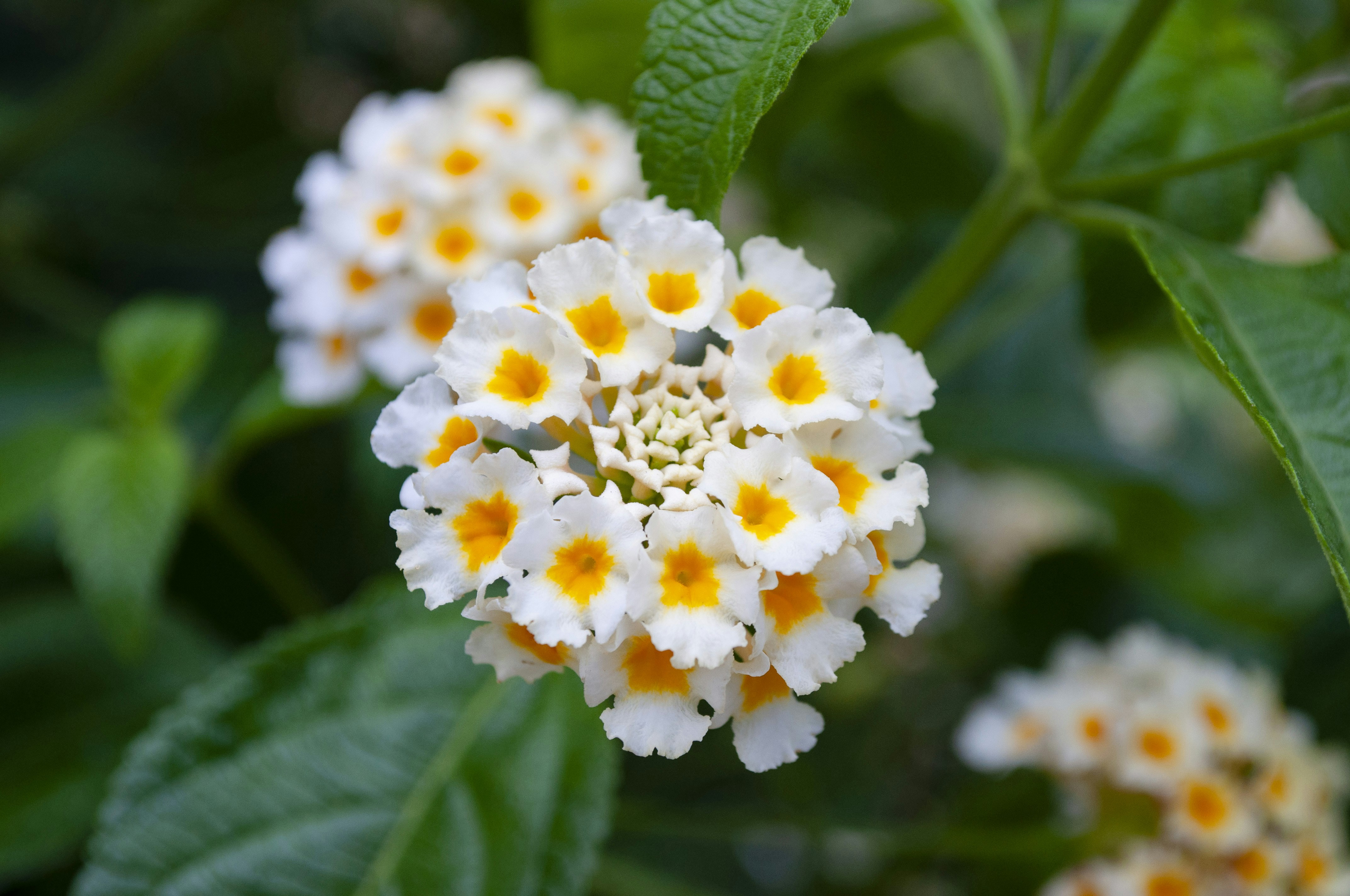 White flowers with yellow centers clustered against lush green leaves.