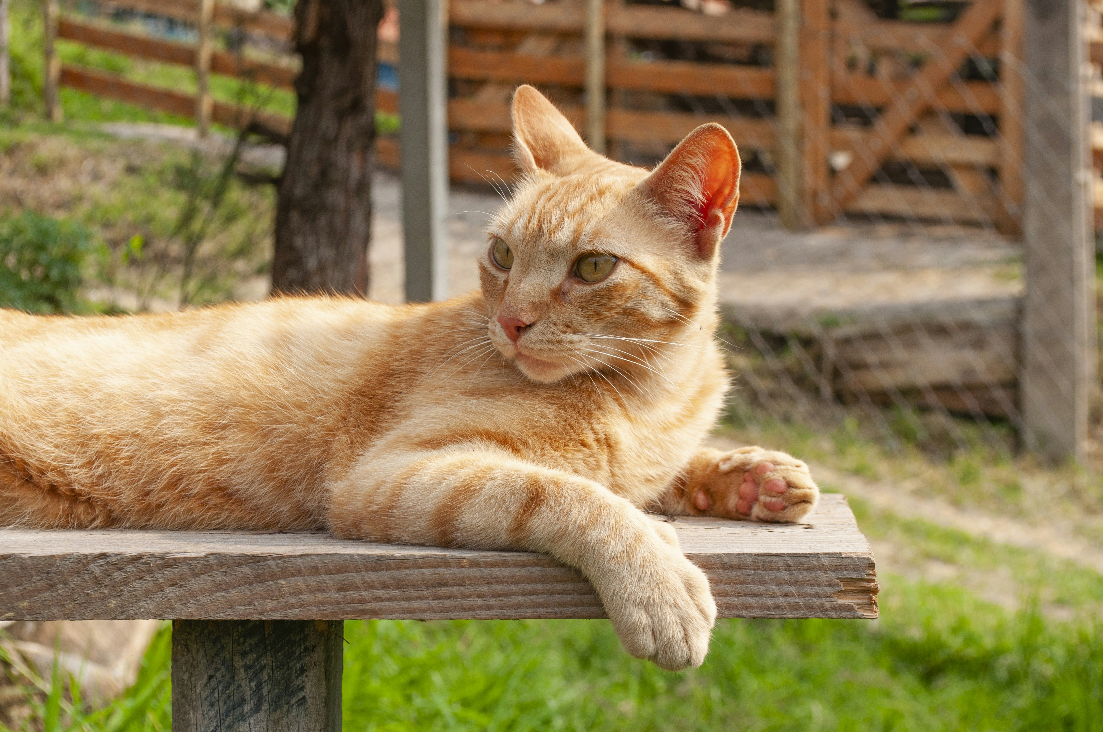 Orange cat lounging on a wooden bench in a garden setting.