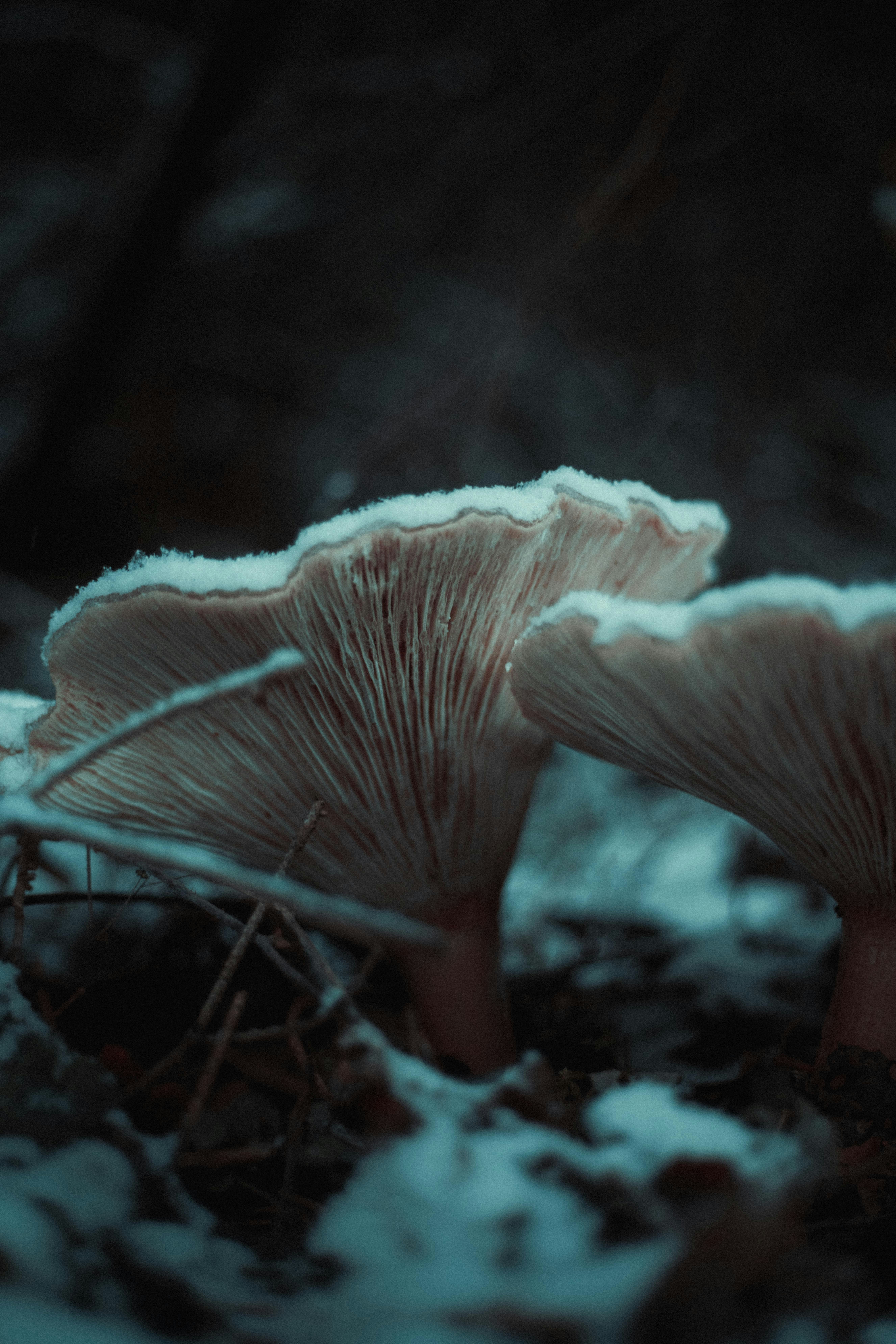 Moonlit Micro-Fungi: Snow-Kissed Gills in a Shadowed Forest Floor