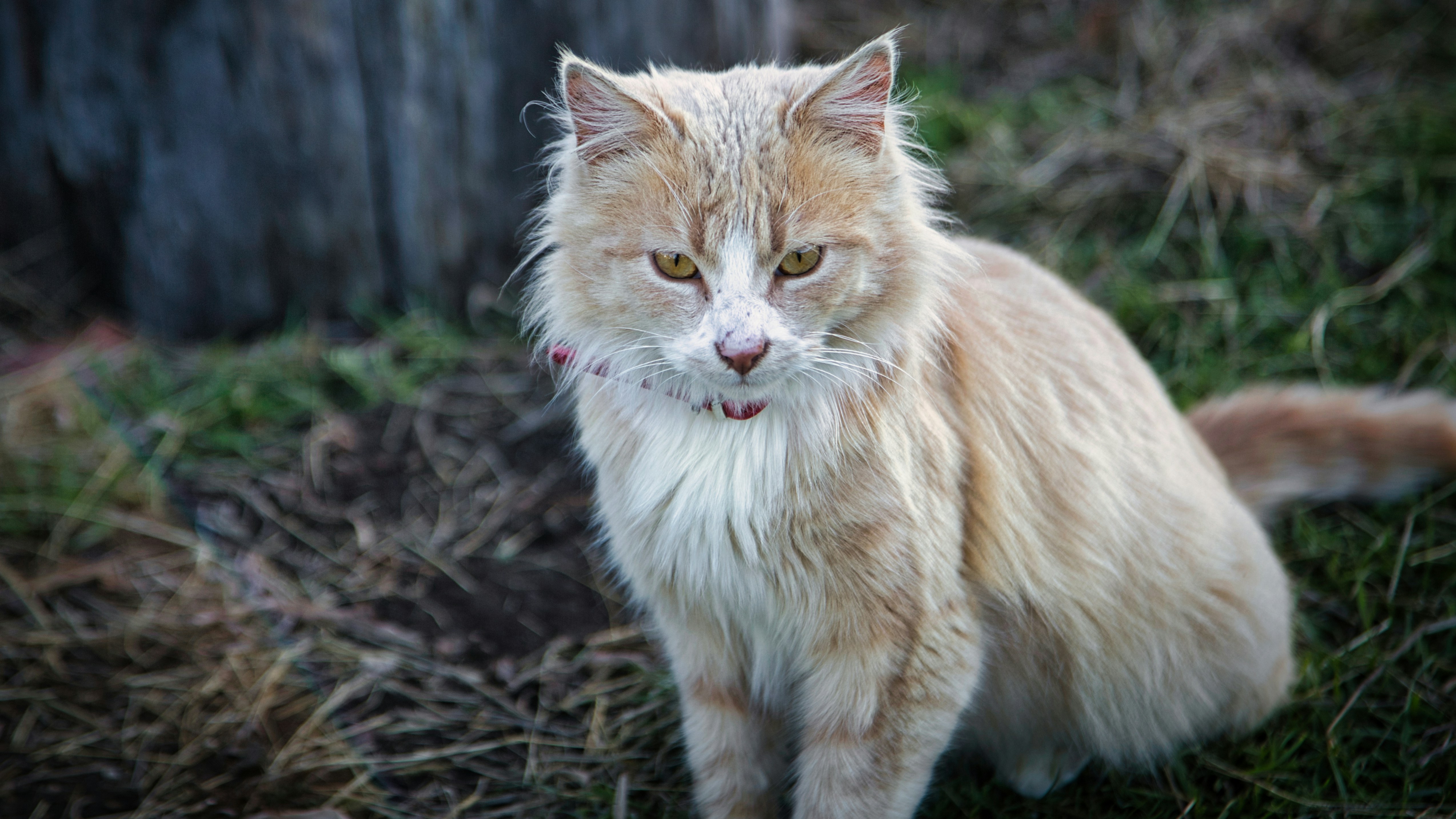 Amber-Eyed Feline Portrait by Weathered Wood