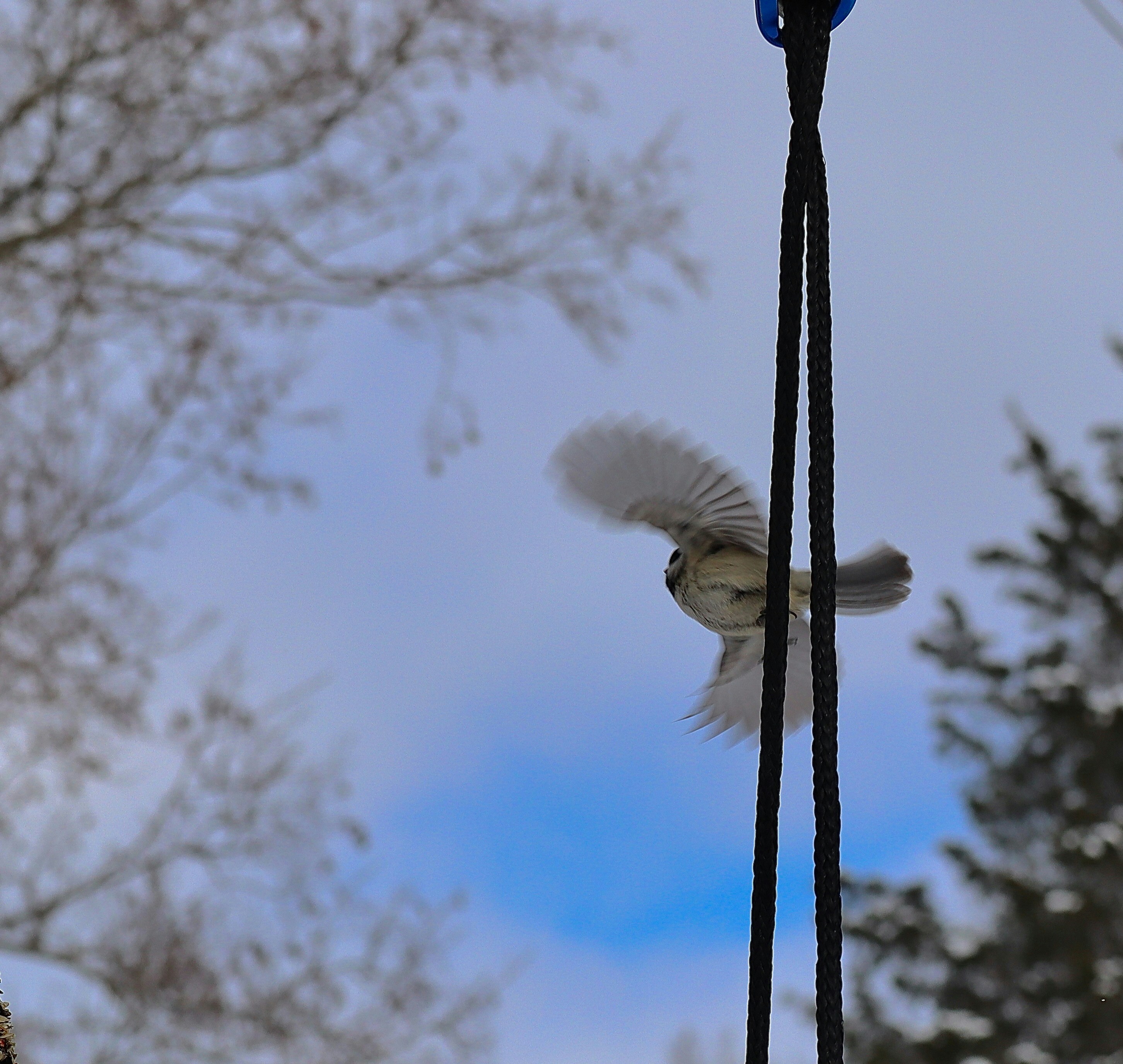Wingbeat Between Ropes: A Moment of Flight Against a Winter Sky