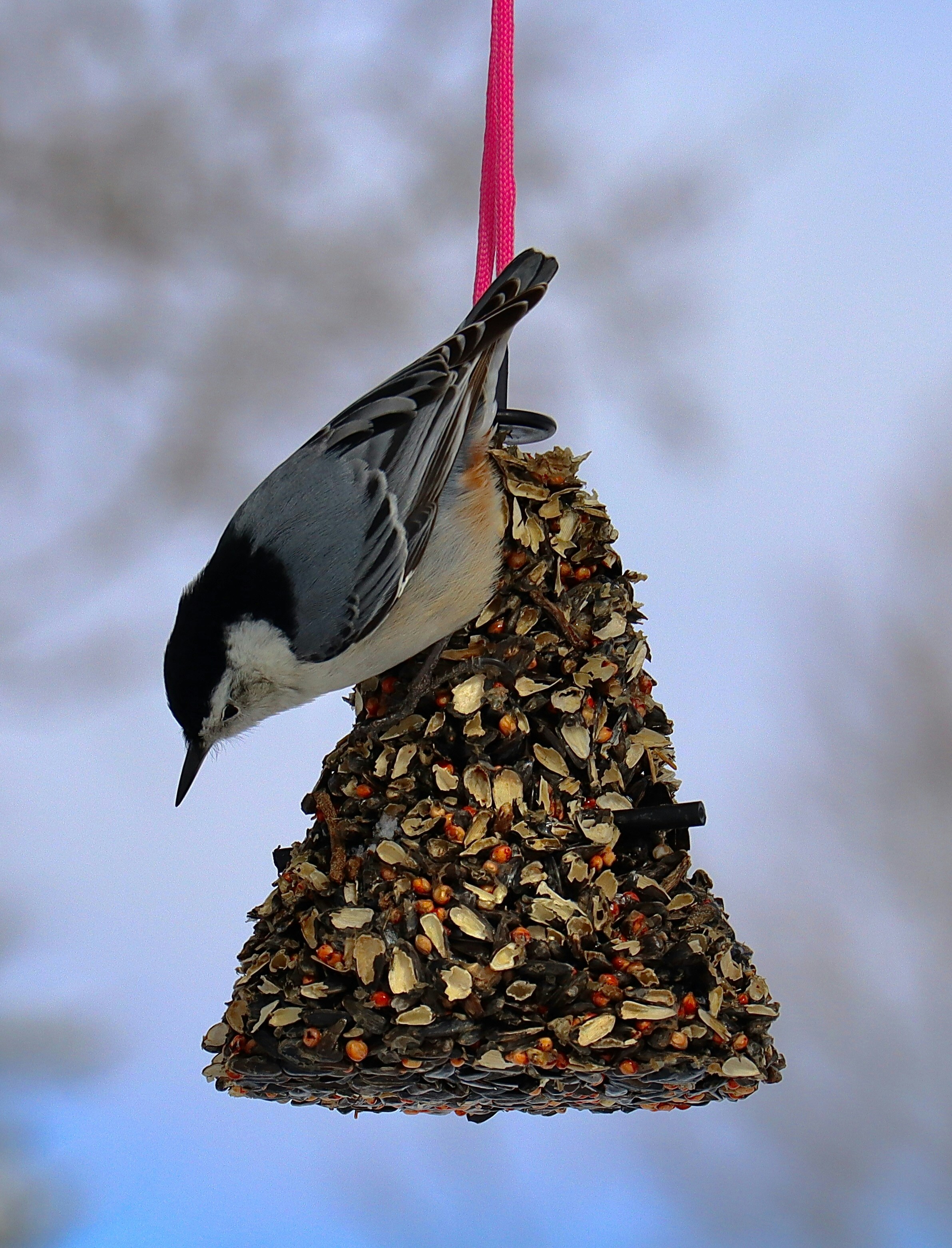 Navy-feathered forager on a seed-studded pyramid