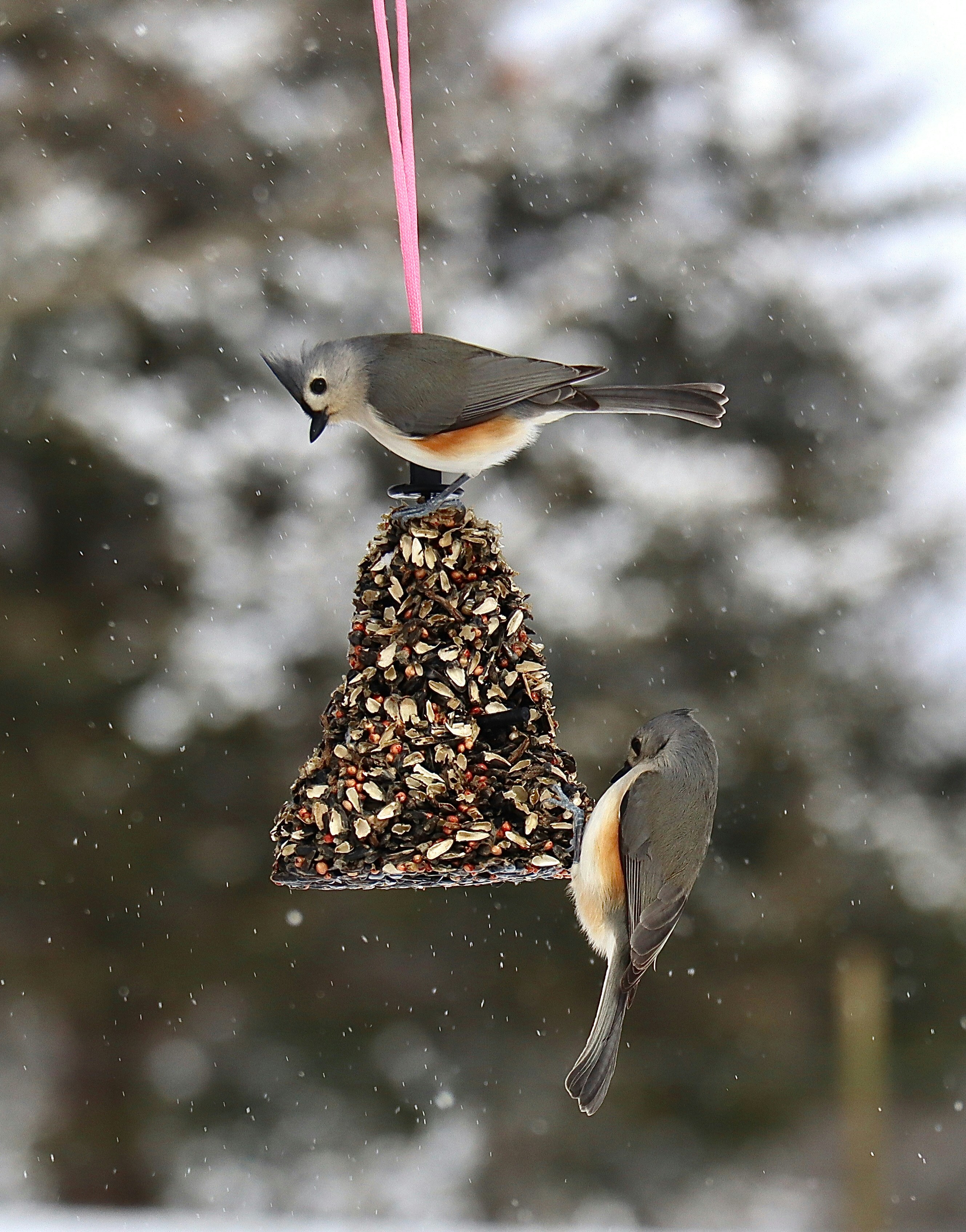 Winter Feeder Duo: Titmice Share a Seed Cone in Snow