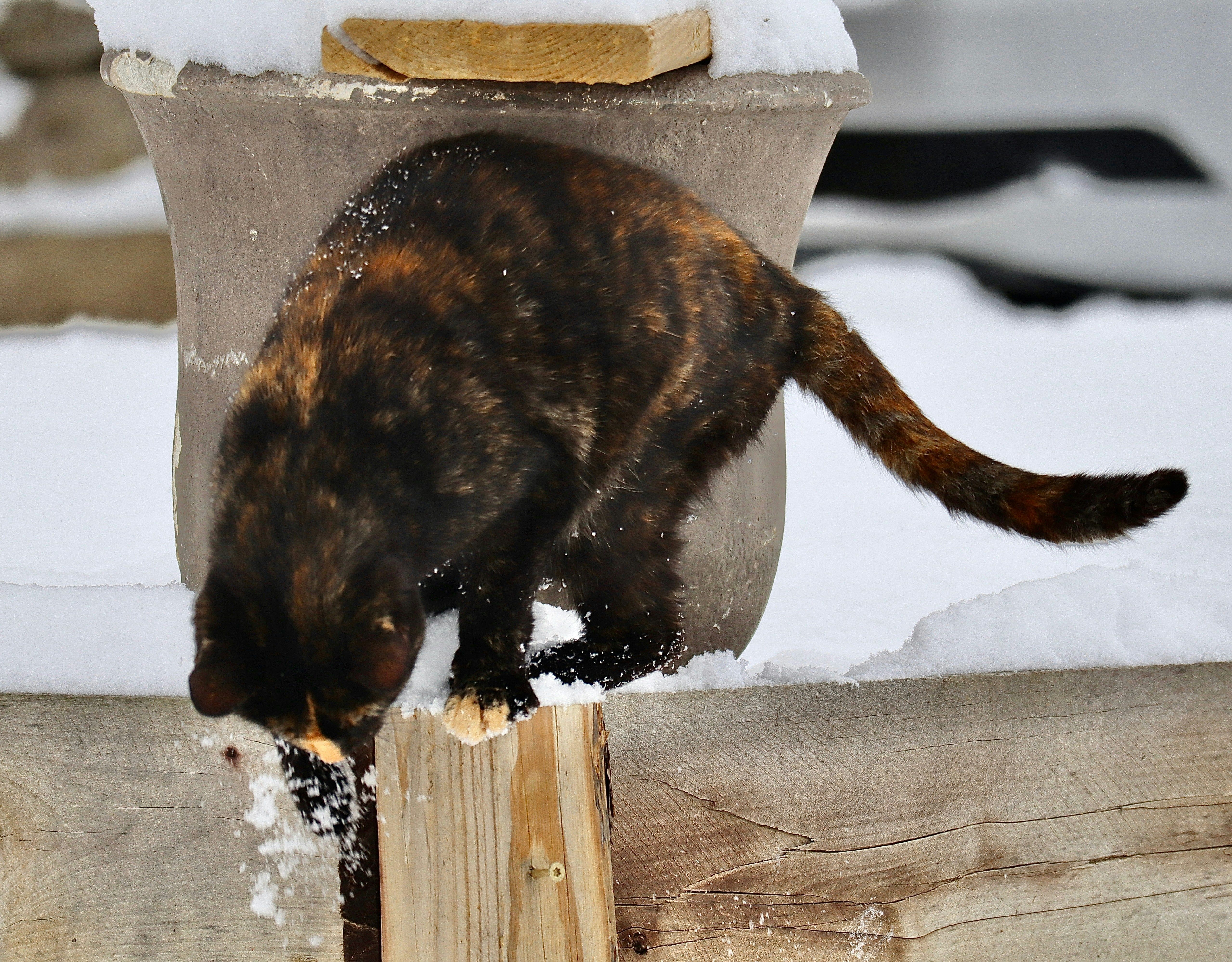 Tail of a Winter Climber: Black Calico Cat Descends From a Snow-Capped Fascade