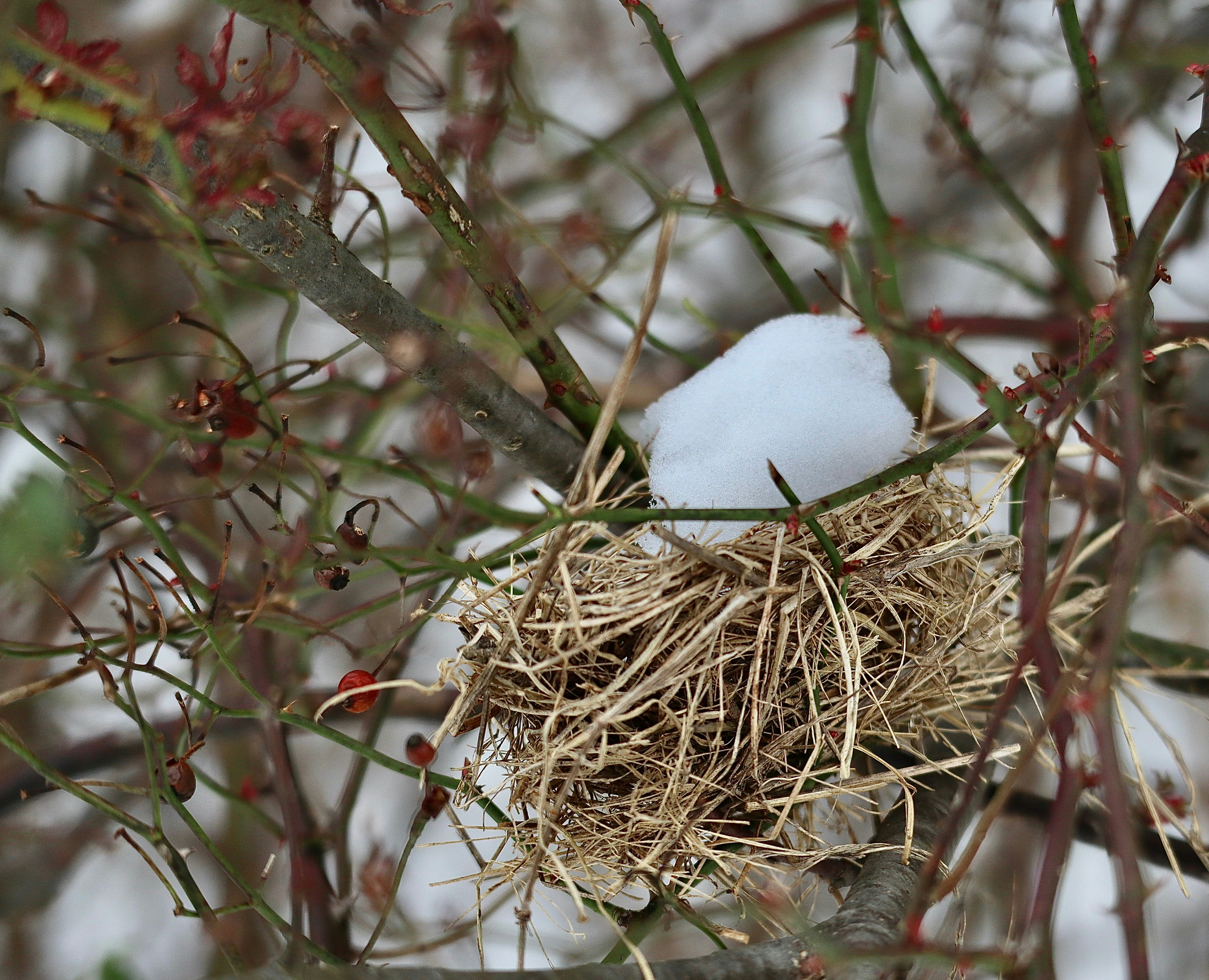 Snowbound Nest Amid a Twisted Winter Branch Network