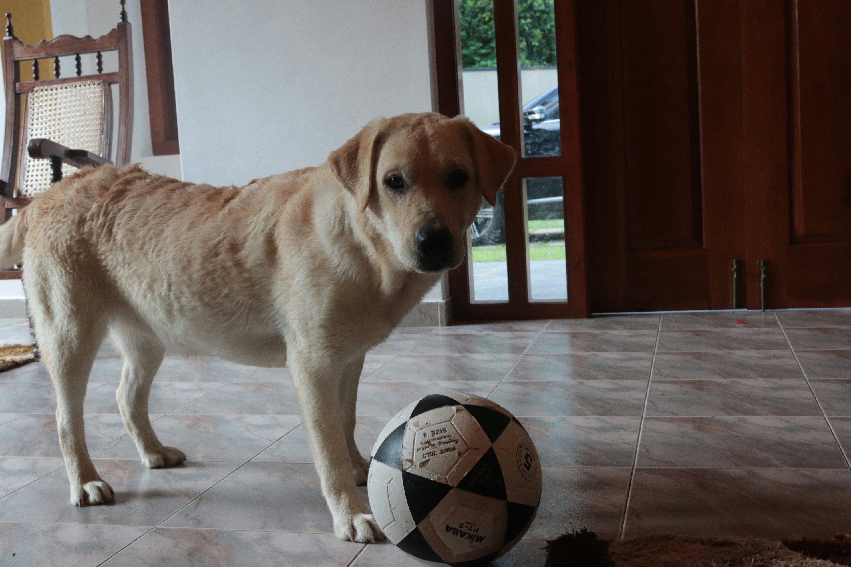 Random picture of my dog from a year ago.