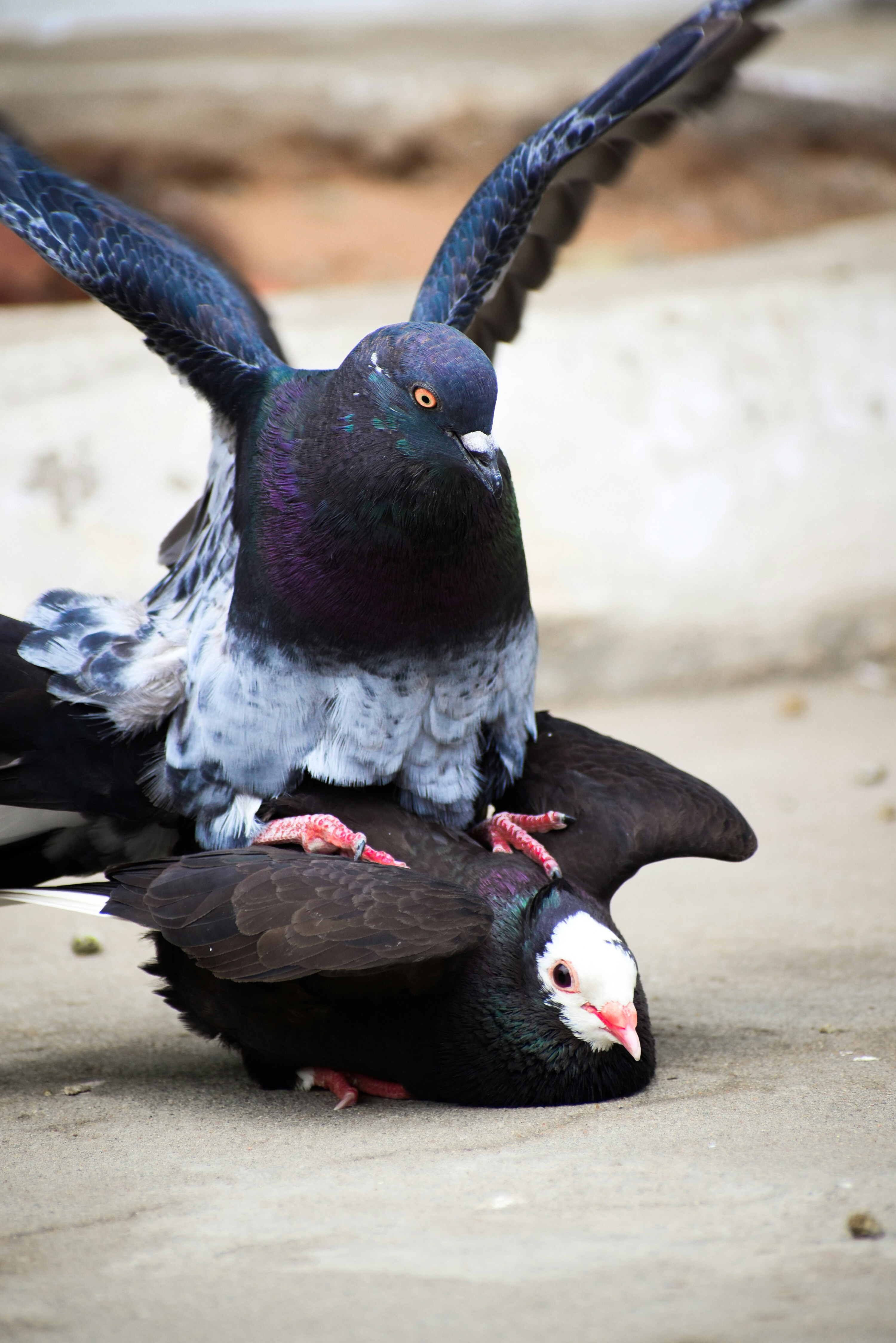 Winged Duet on Concrete: Velvet-Necked Pigeons in a Sunlit Moment