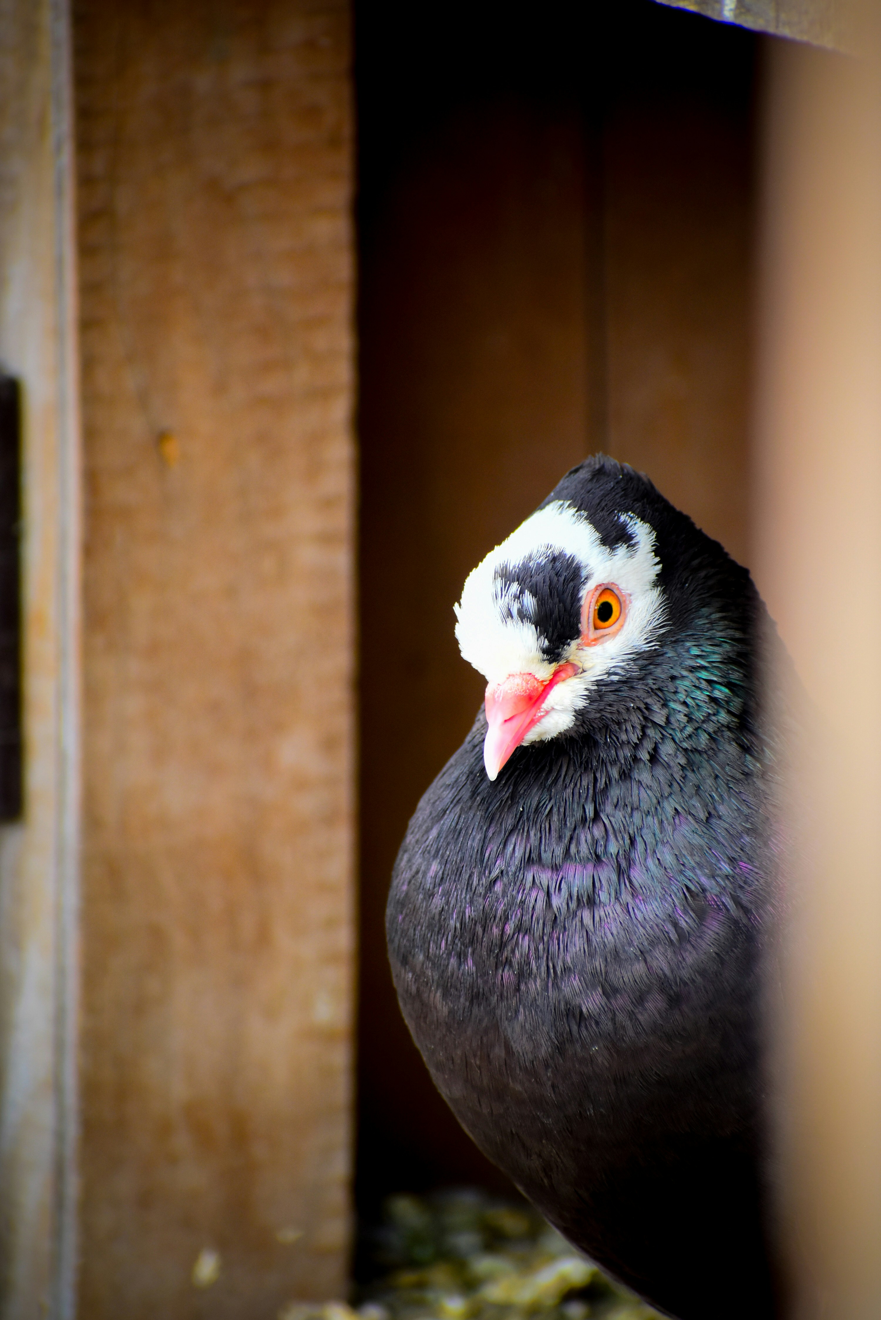 Curious Eye peeking from the Feathered Cloak