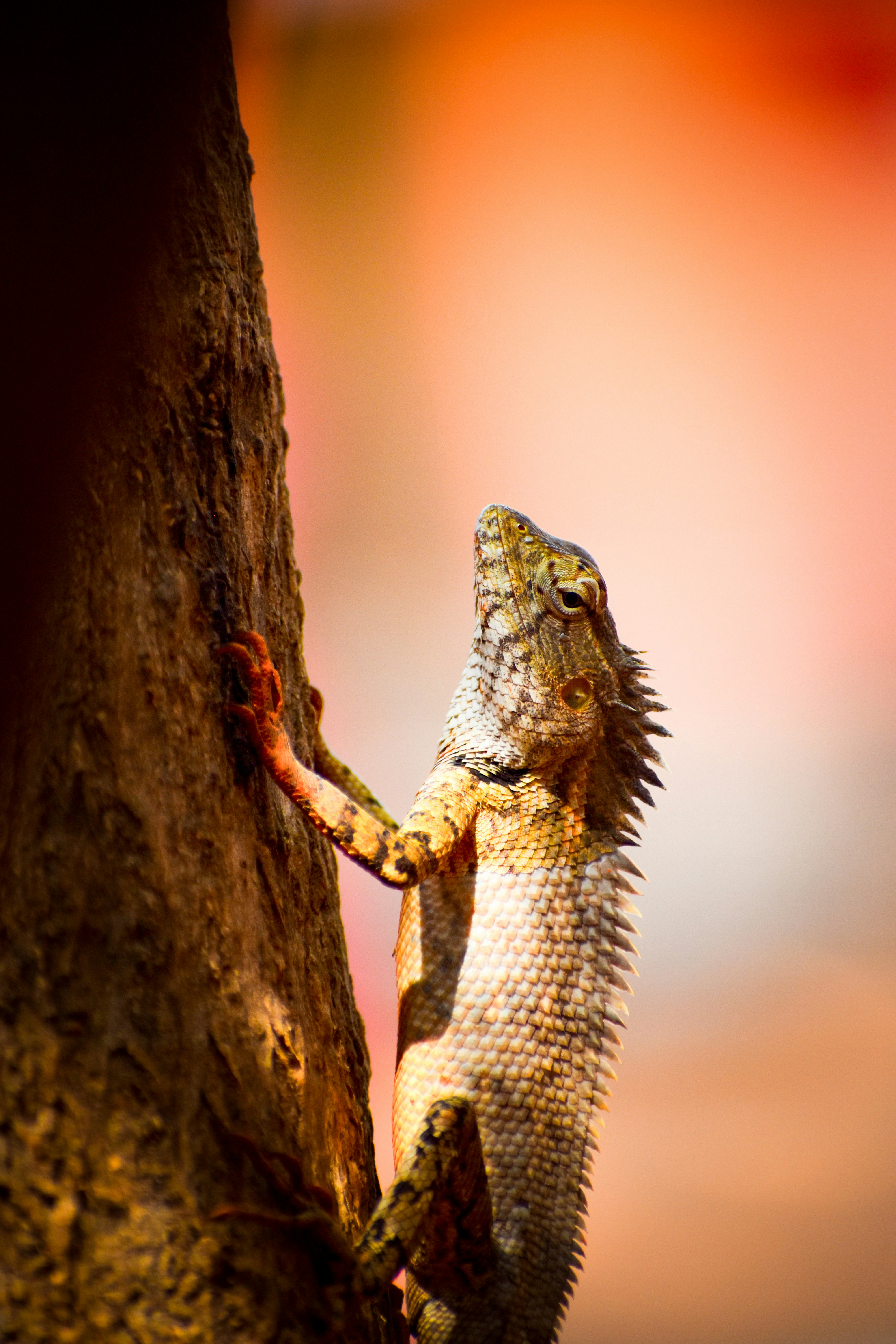 A lizard is climbing up the side of a tree photo – Free India Image on ...