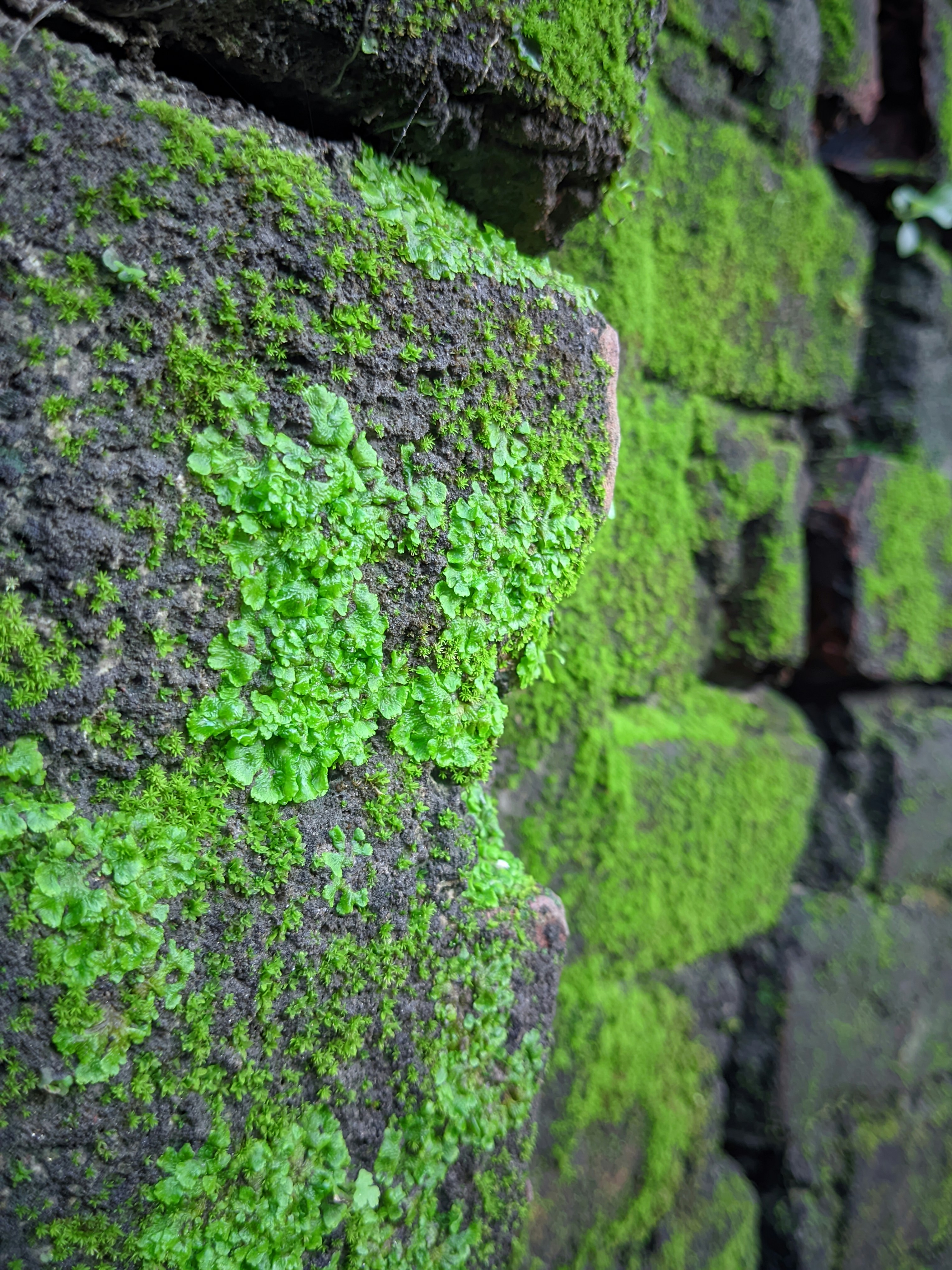 Sample photo from Xiaomi Redmi 12