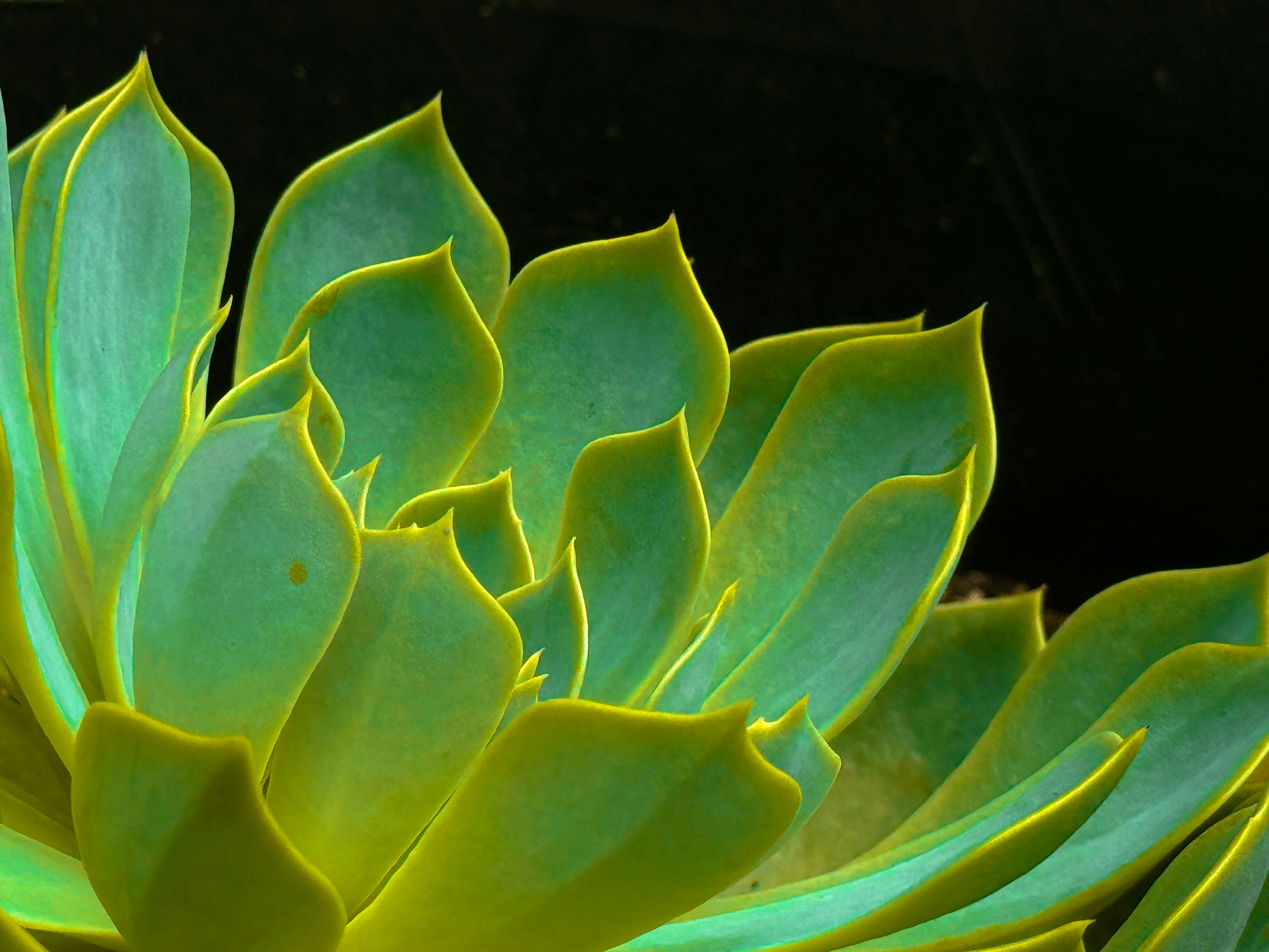 Lime-Edged Rosette: Neon Green Succulent in Quiet Shadow
