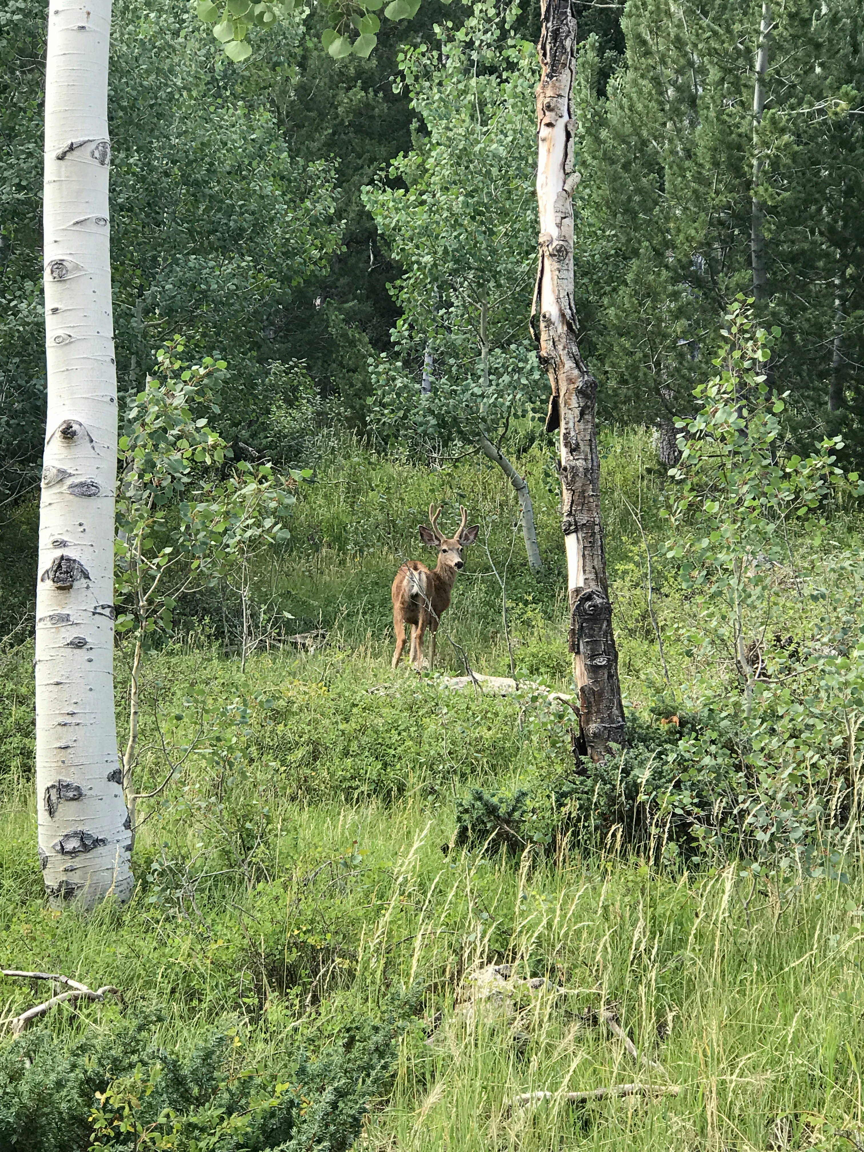 Stag Between White Sentinels: Birch-Grove Clearing
