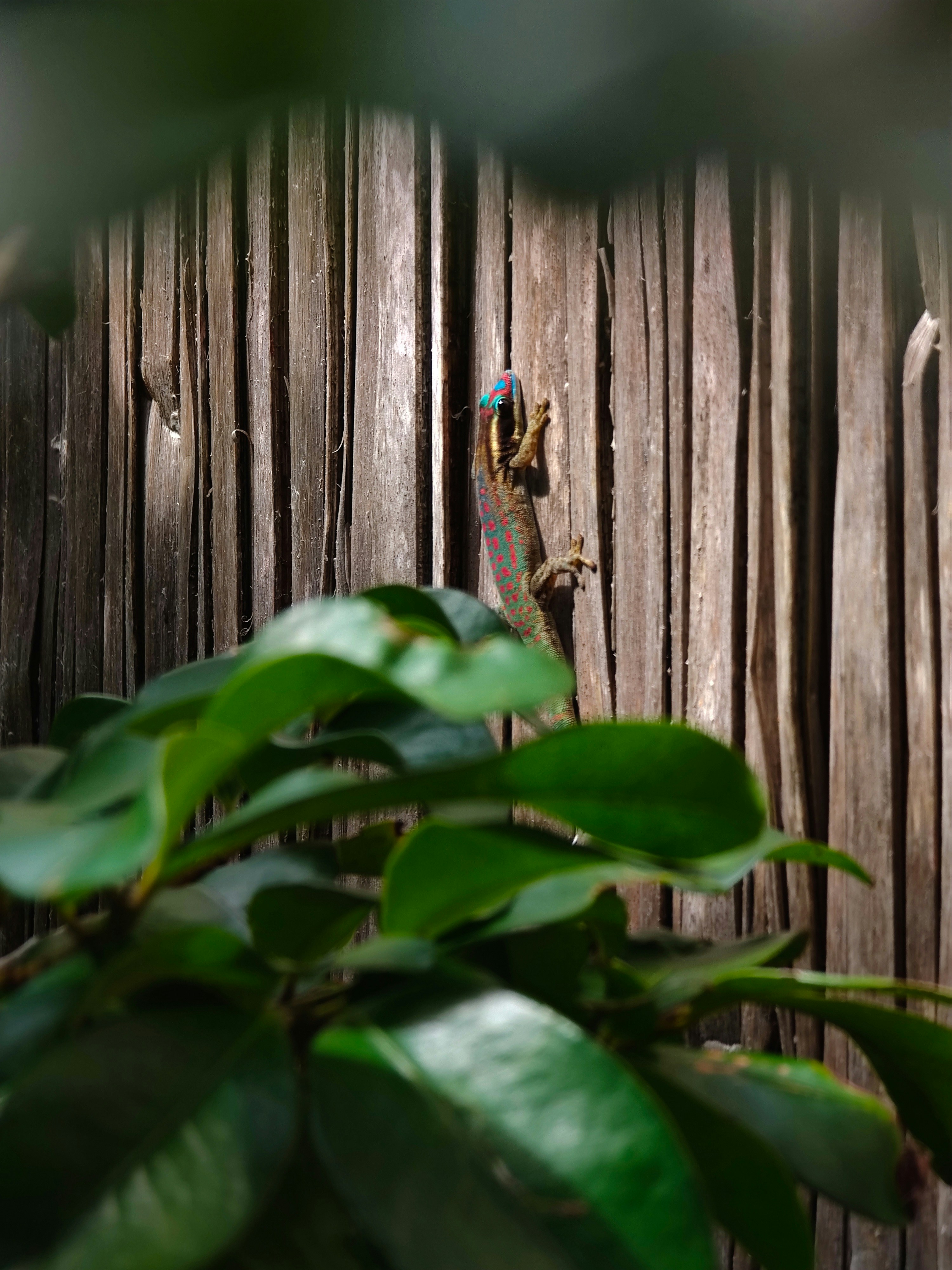 Close-up photograph of a small gecko perched on a weathered wooden fence, with broad green leaves in the foreground.