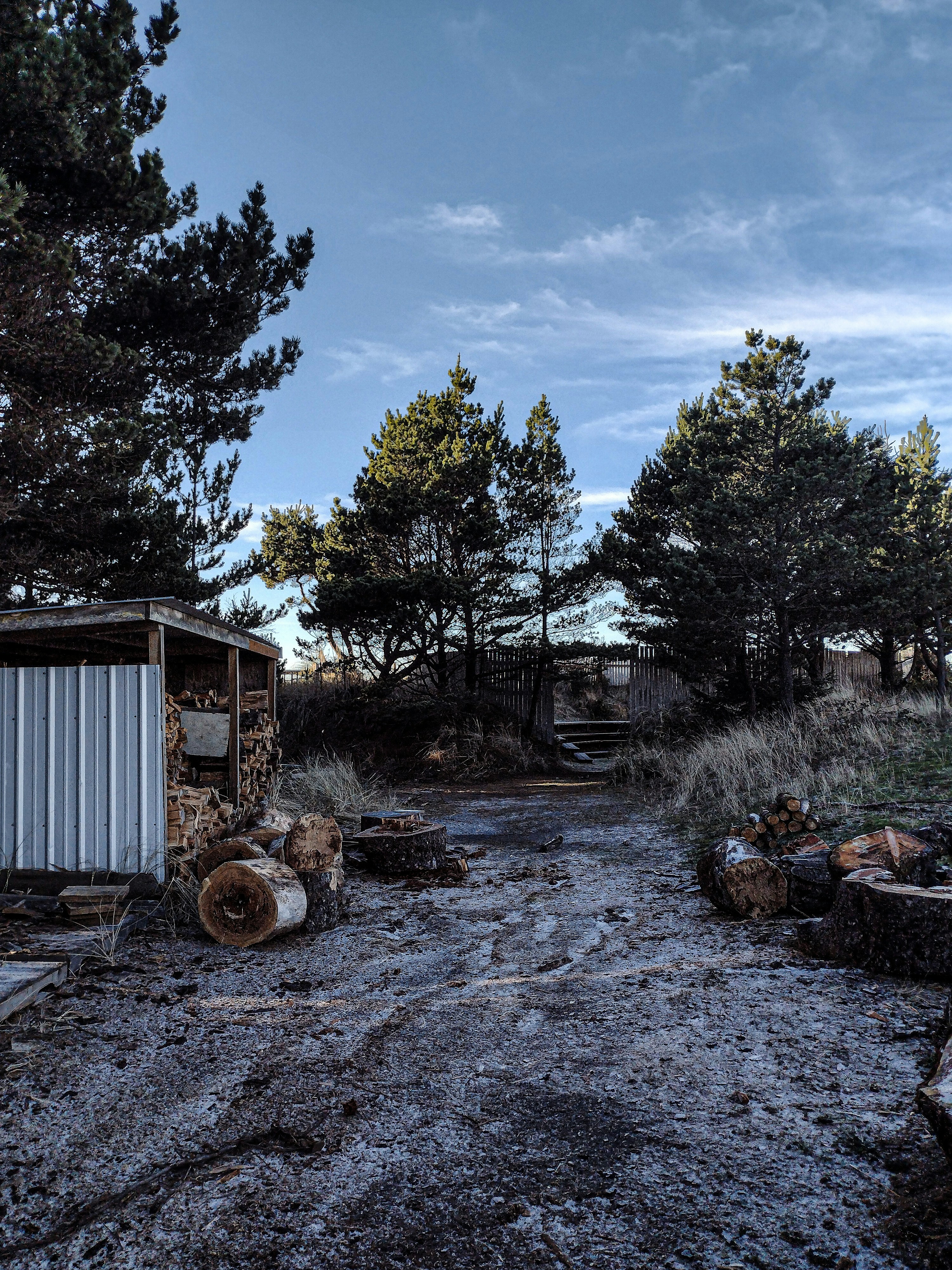 Stump Yard at Dusk: A Quiet Path through Pine and Piles