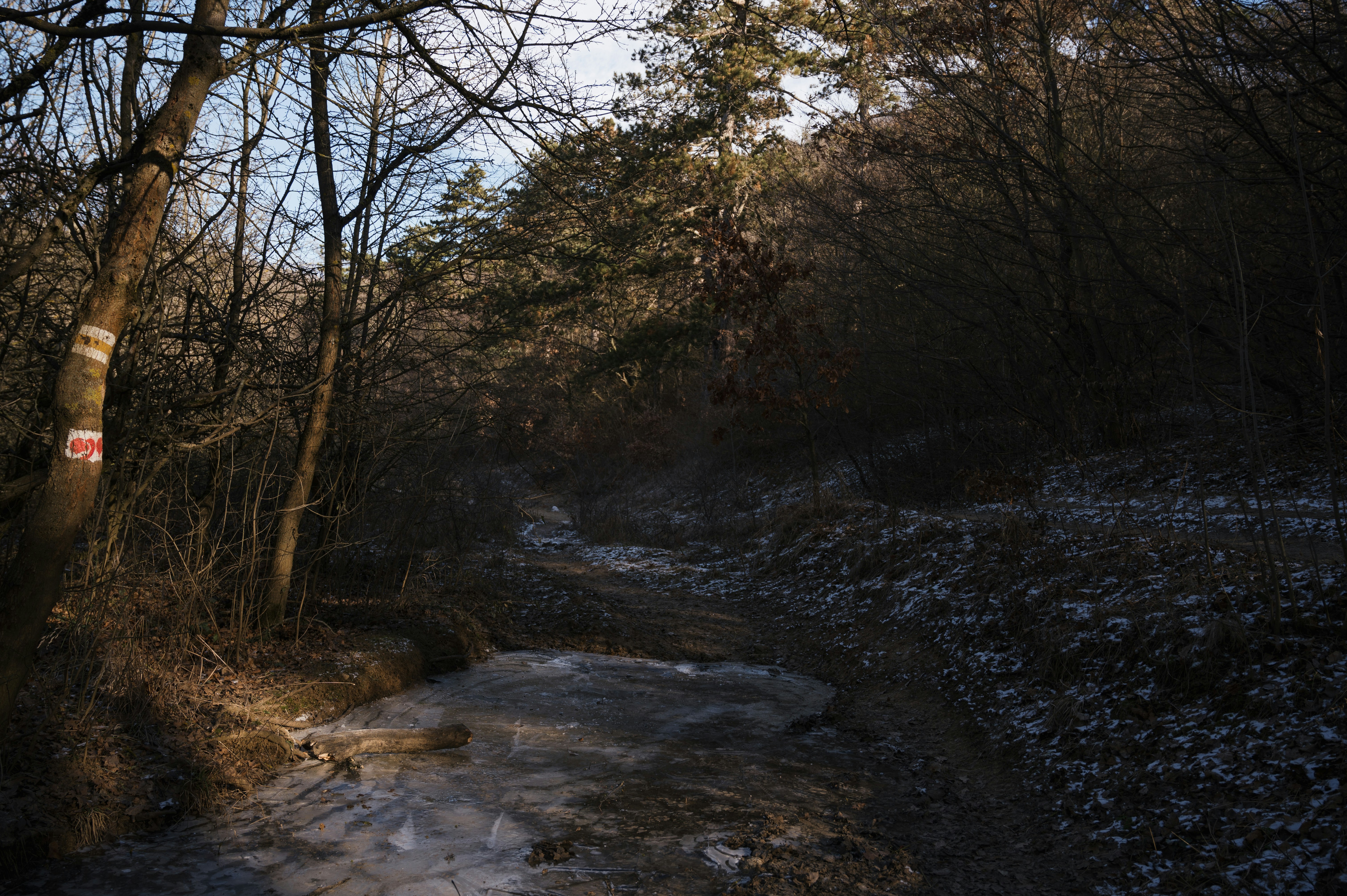 Dappled Sun on a Snow-Dusted Forest Trail