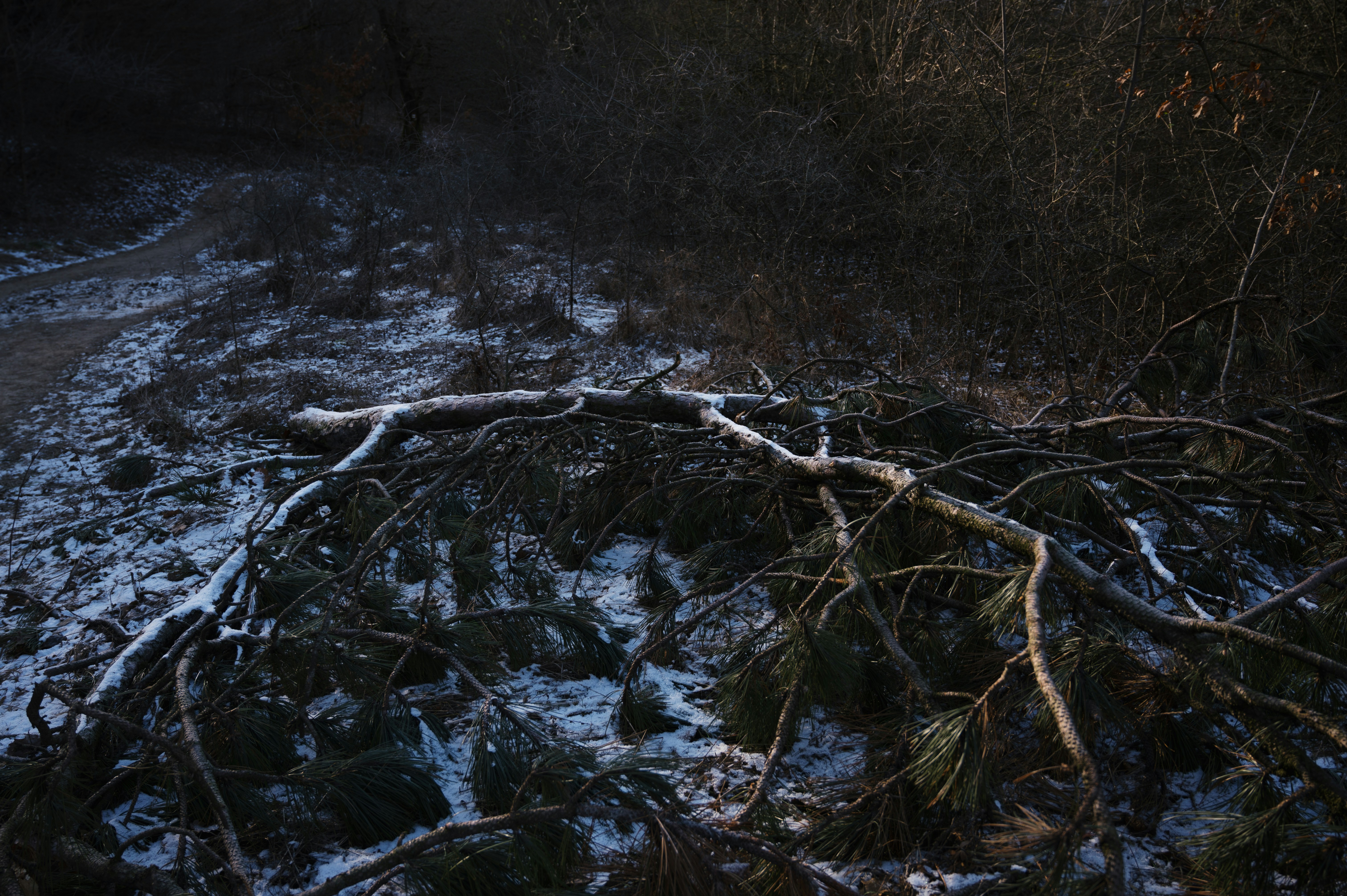 A fallen tree laying on top of a snow covered ground photo – Free Grey ...