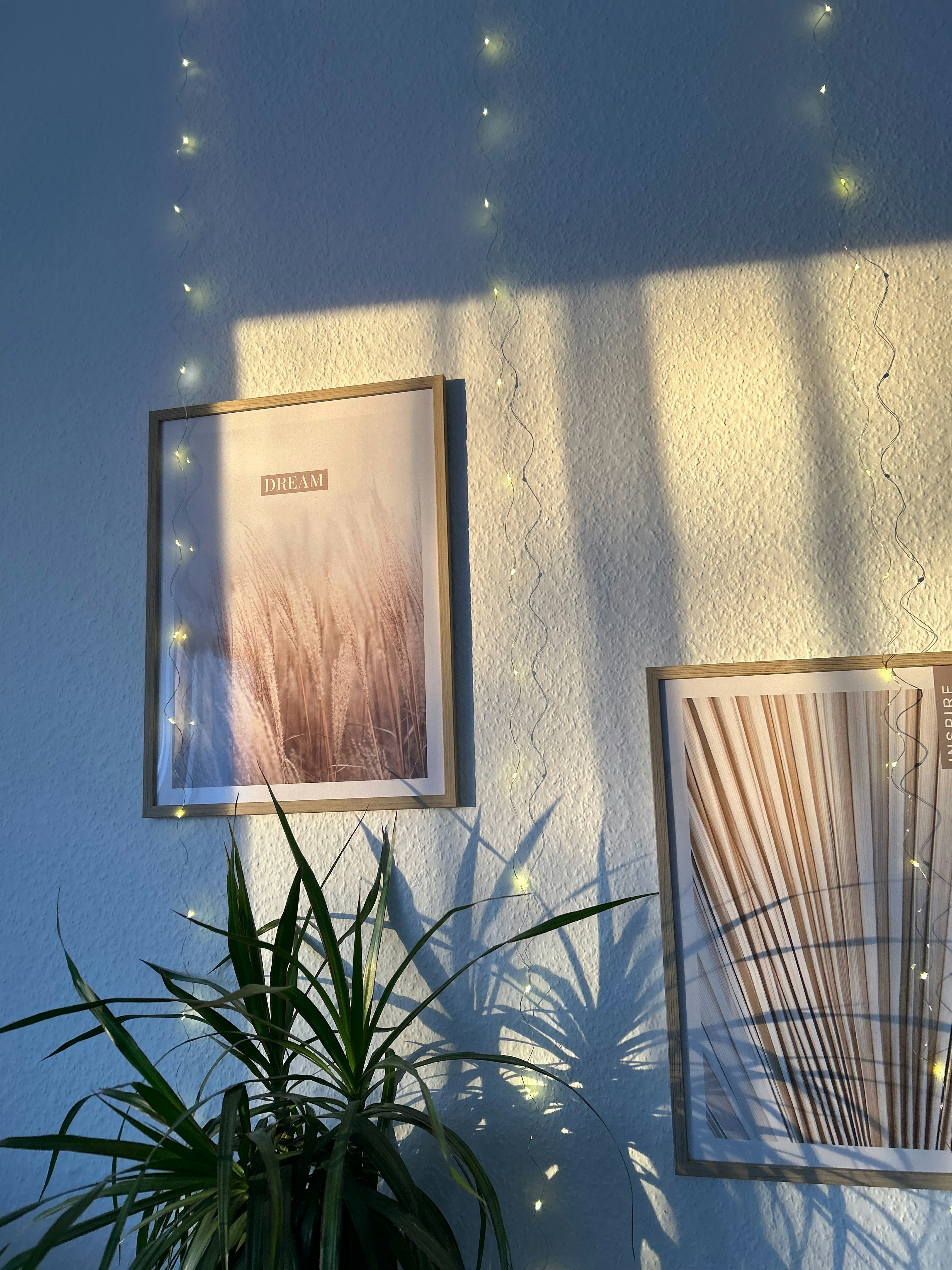 Photograph of a sunlit wall with two framed prints, delicate string lights, and a leafy plant casting soft shadows.