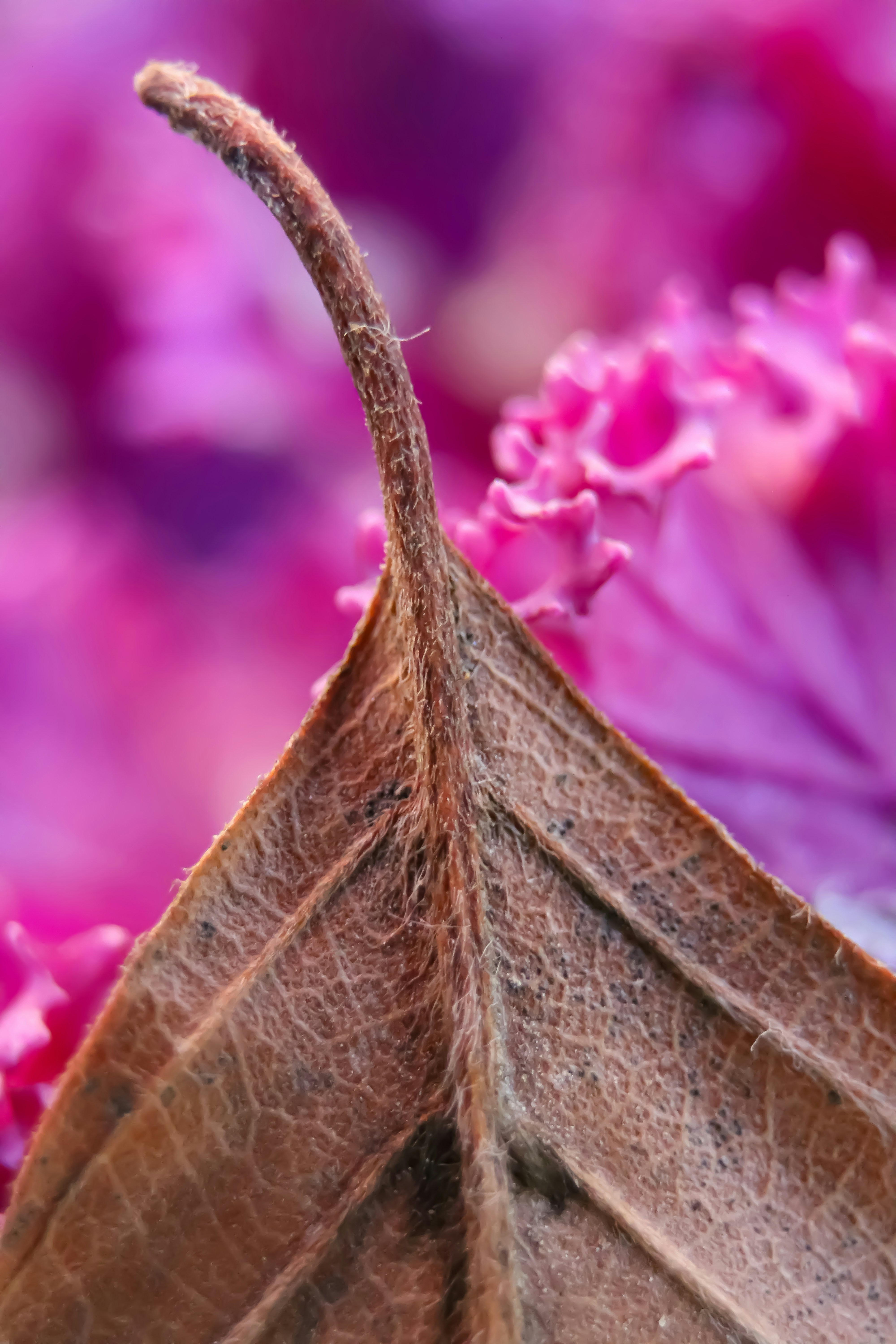 Midrib at Center: Weathered Leaf Framed by Velvet Violet Blooms