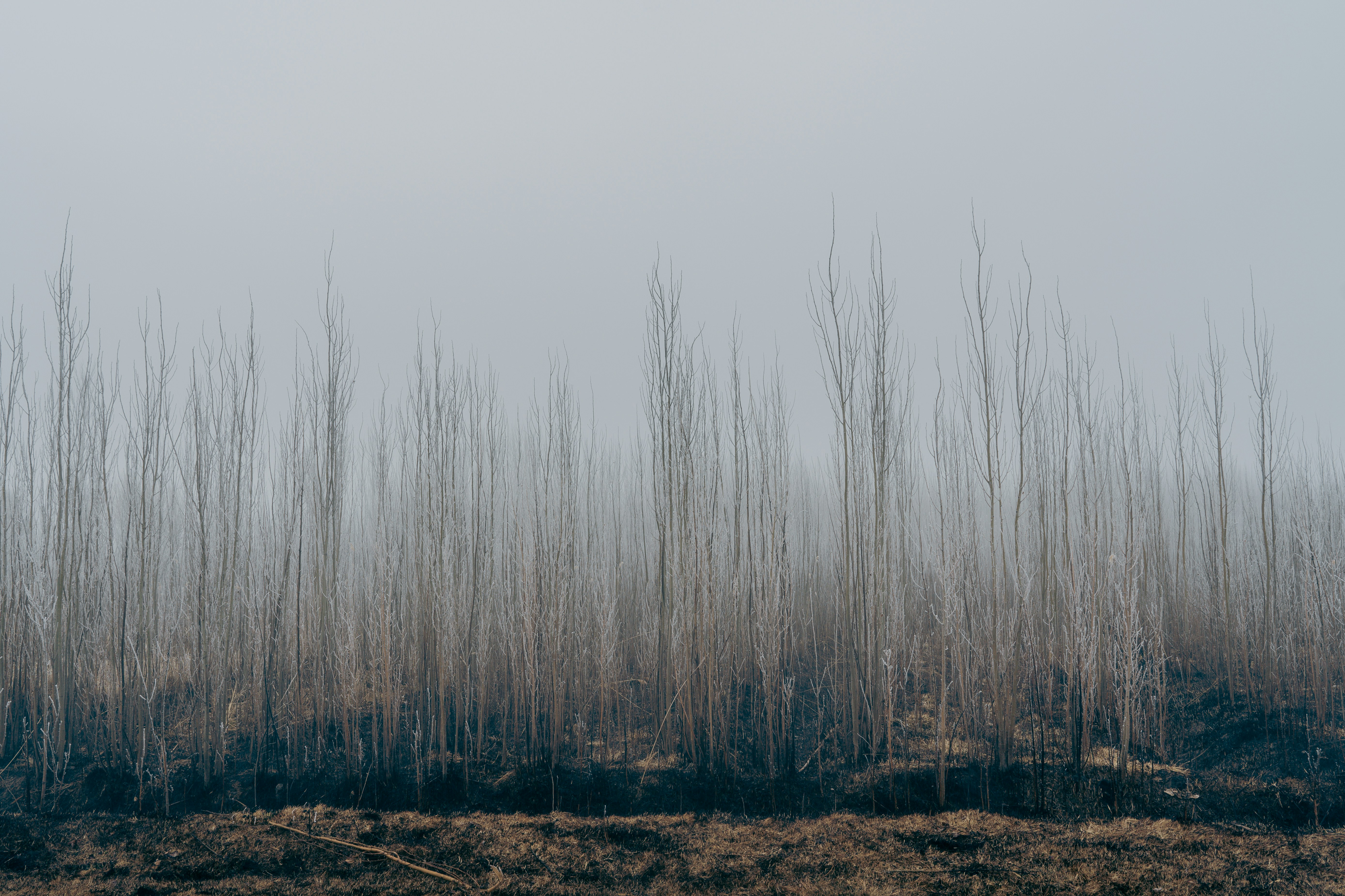 Silhouetted Row Beneath a Misty Veil