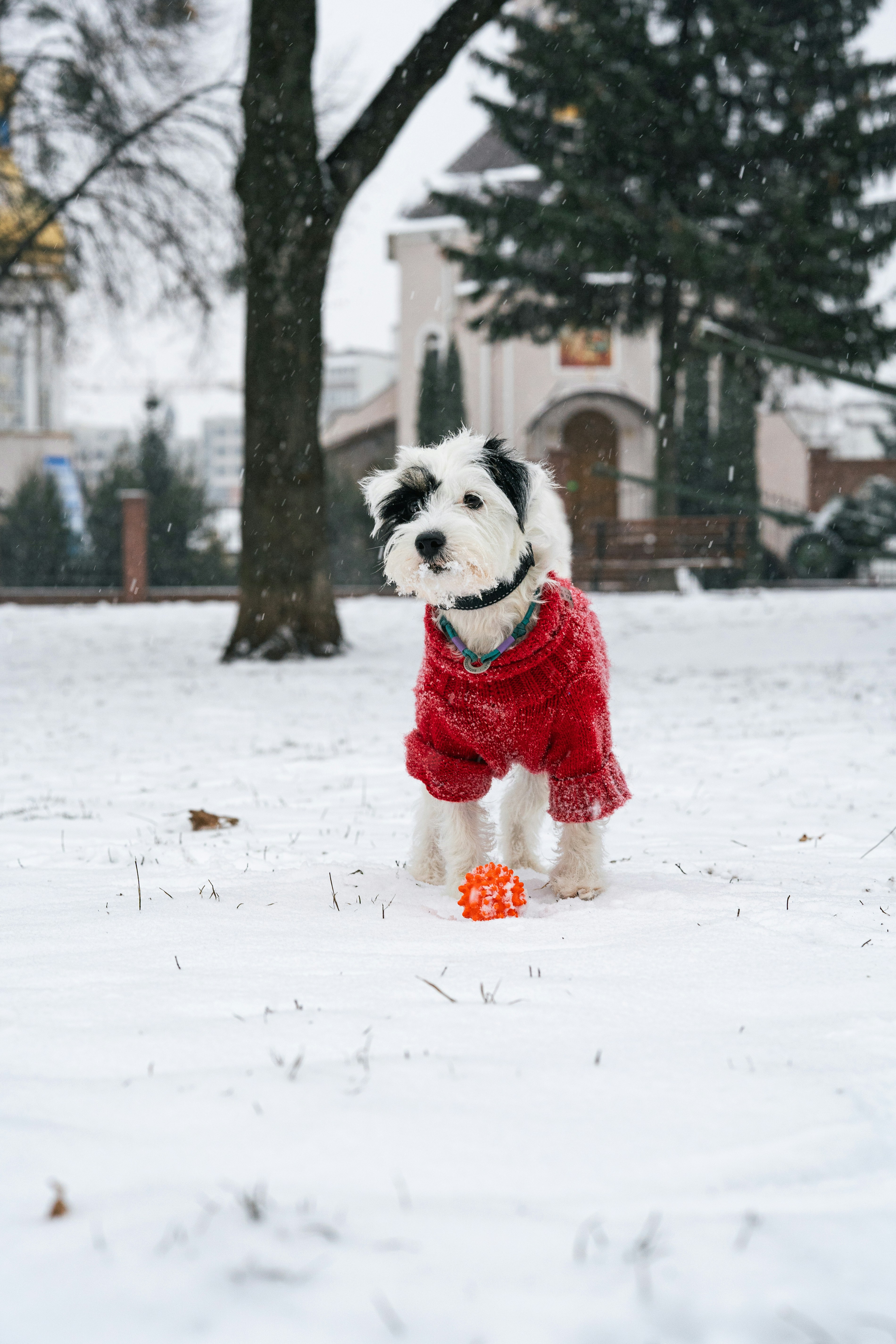 Red-Sweater Retriever in Snow: A Curious Pup at Play with a Neon Ball