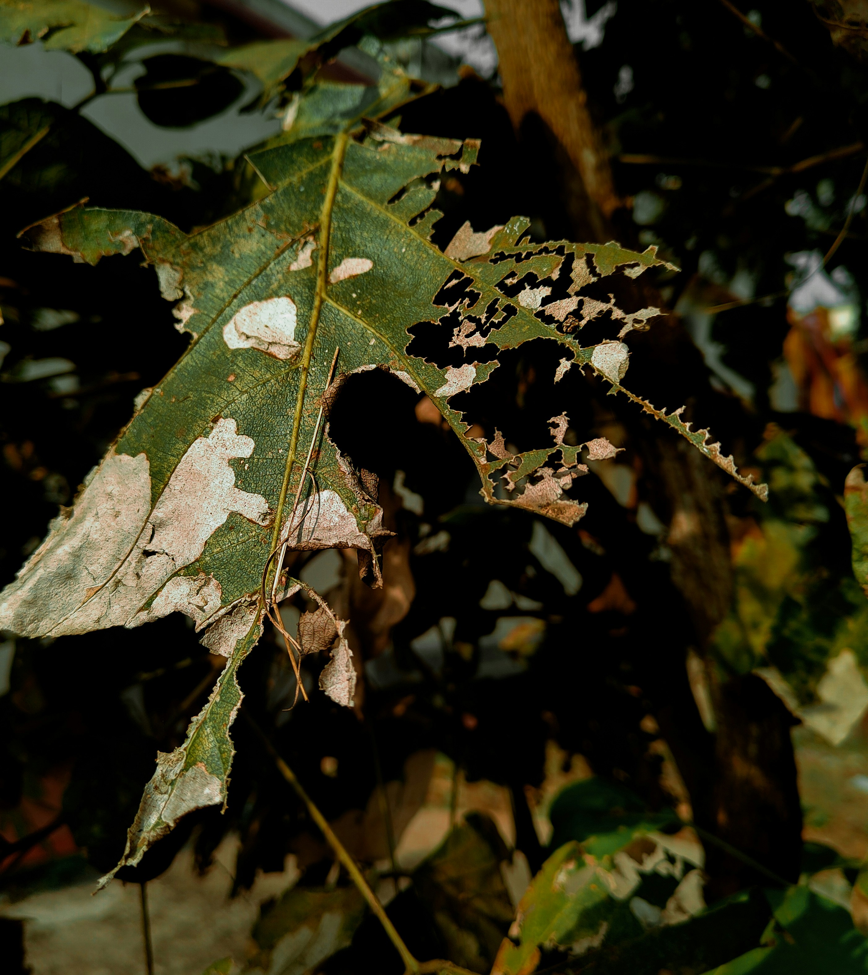A brittle, weathered dry leaf, showing signs of aging and wear, rests amid the branches of a tree, bearing the scars of time.