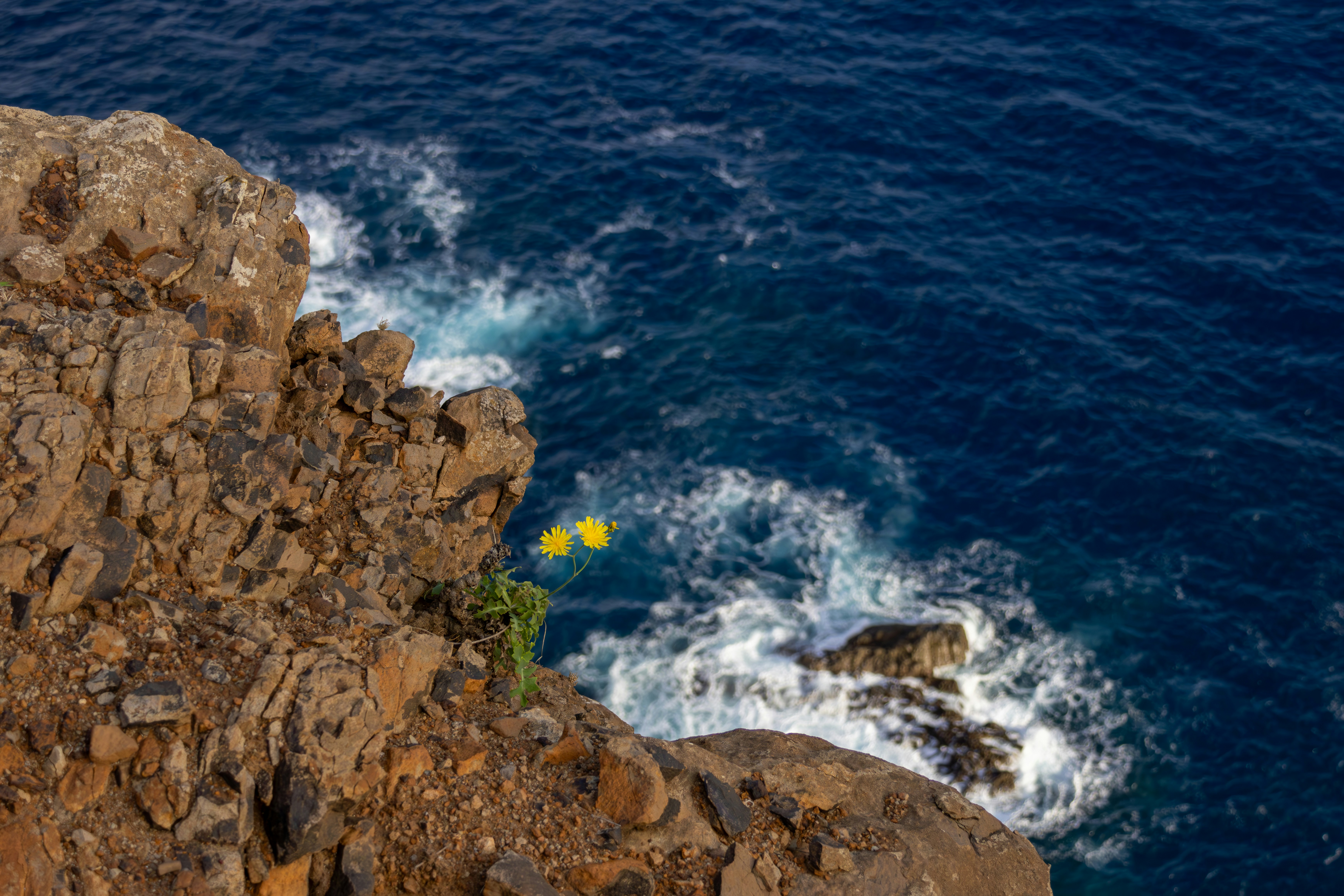 Lone Yellow Bloom at the Cliff’s Edge Over a Cobalt Sea