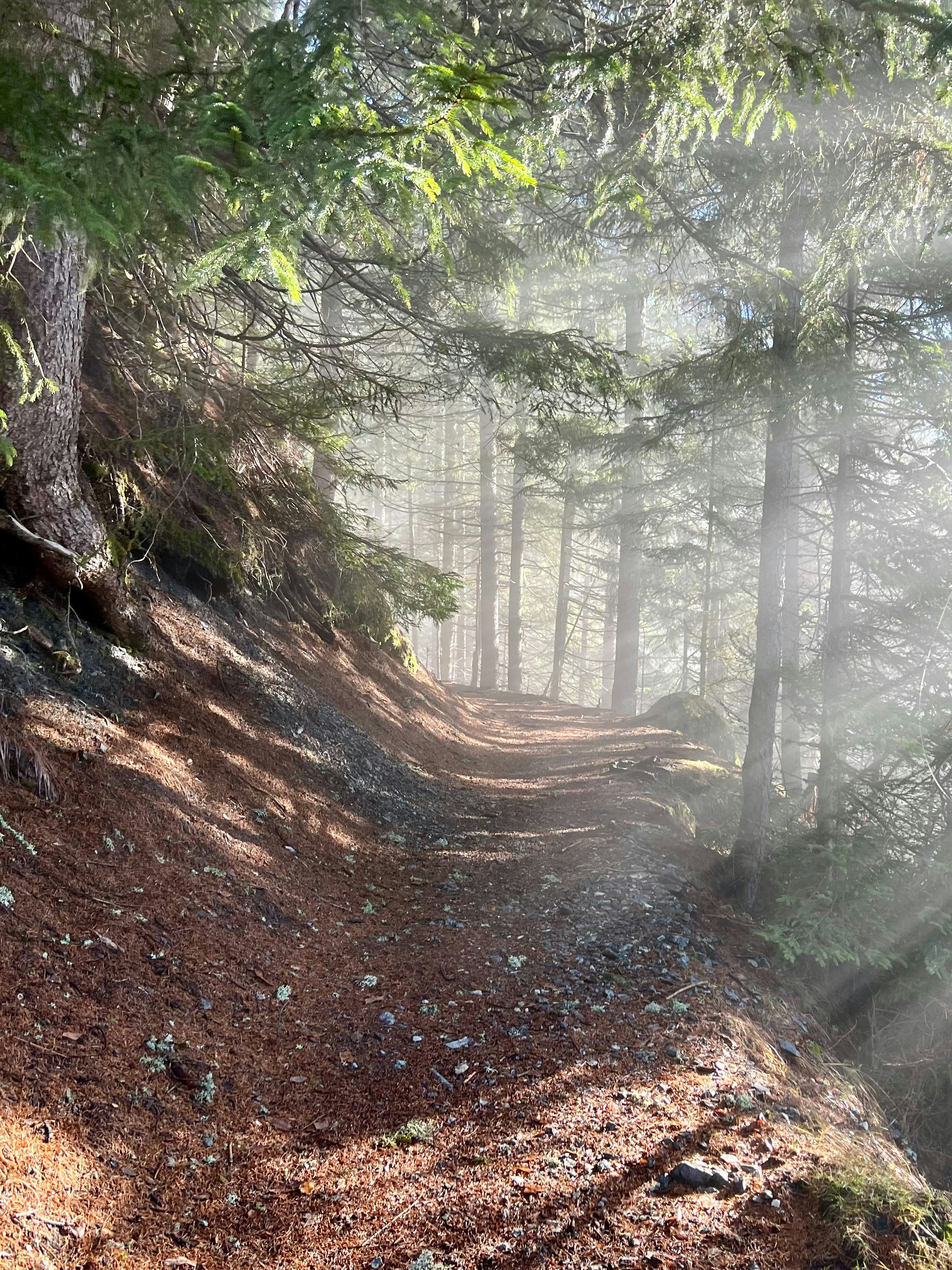 Sunlit Veil on a Winding Pine Trail