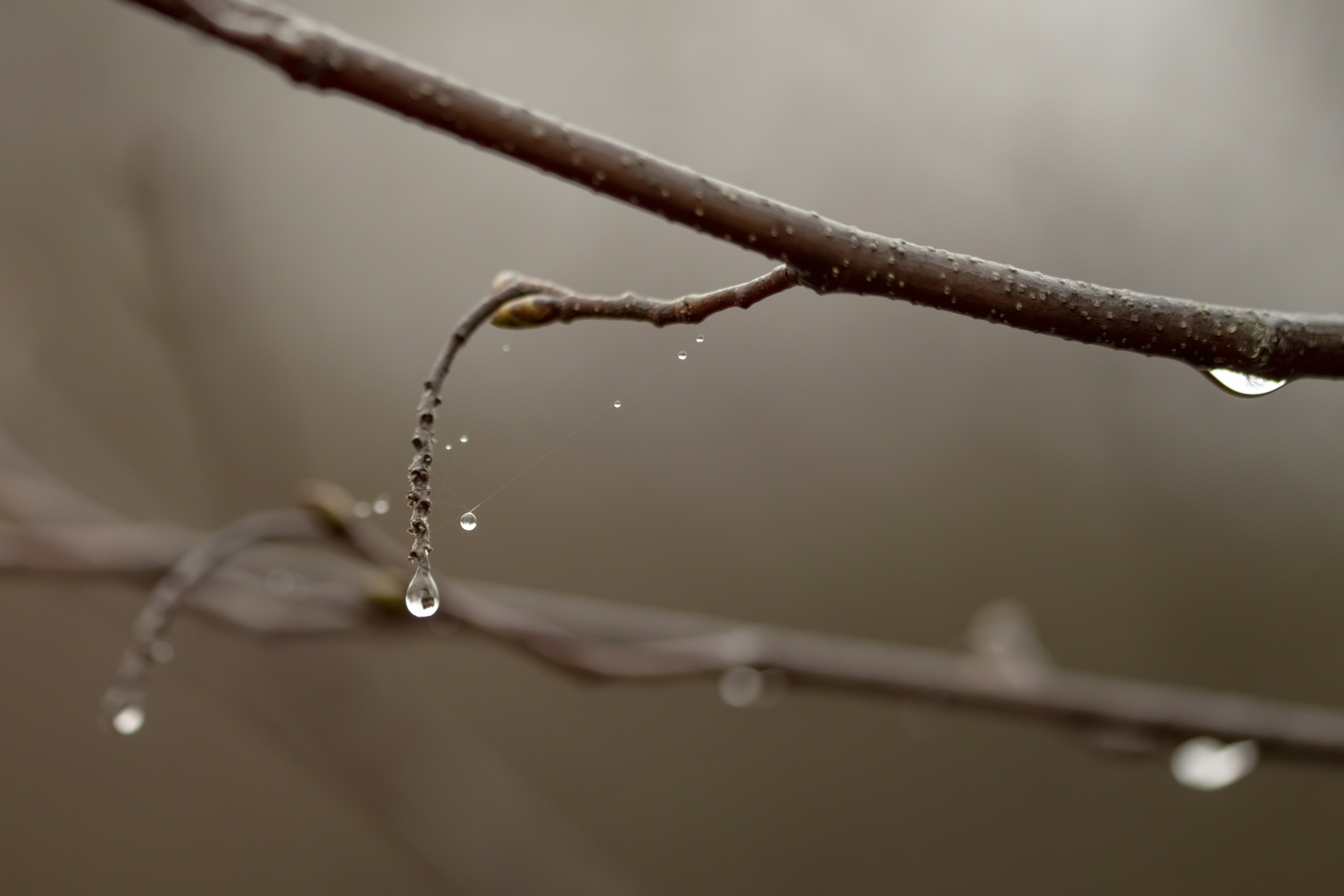 A branch with water drops hanging from it photo – Free Nature Image on ...