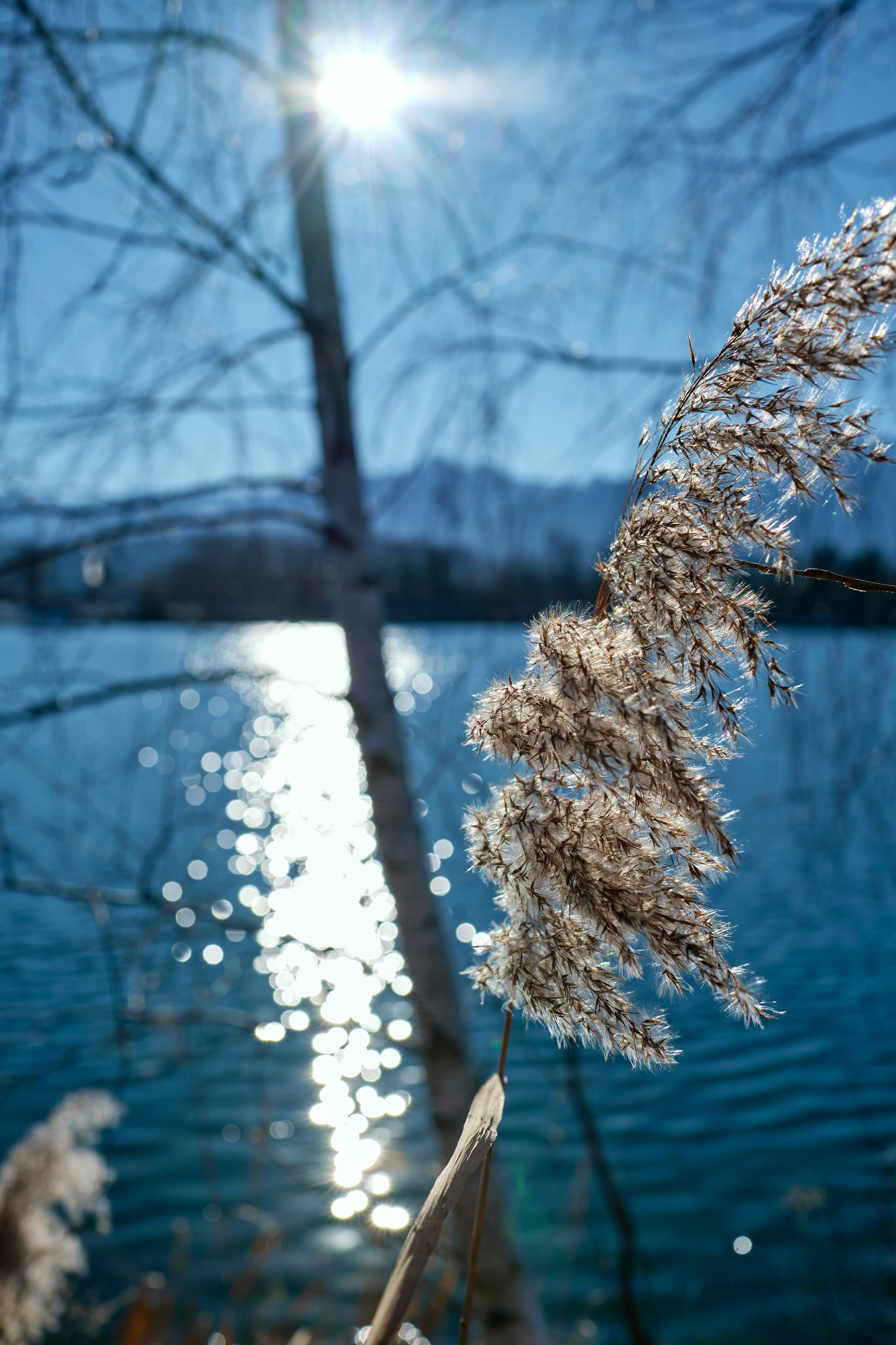 Reed Frond at the Edge of a Sunlit Lake