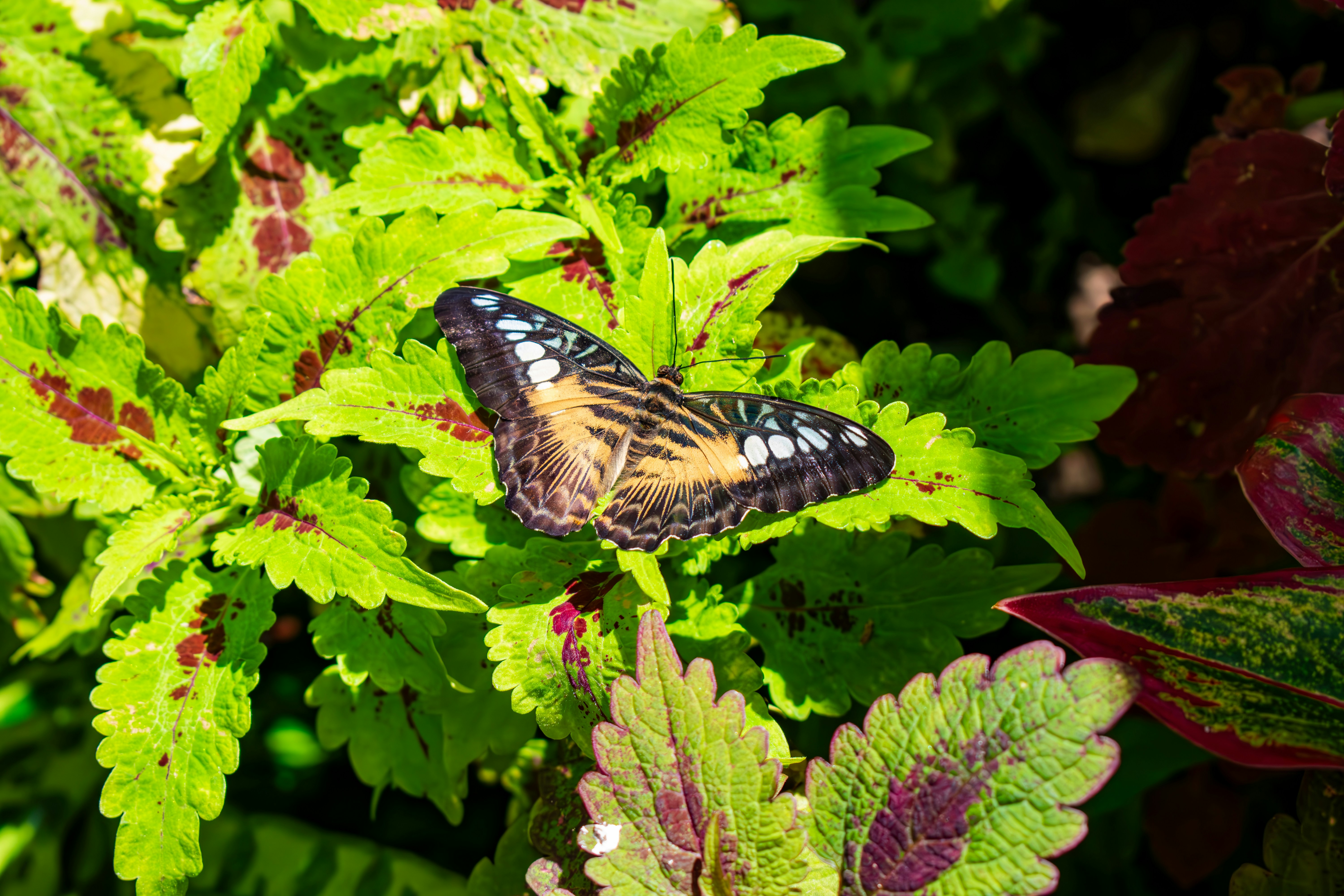 Brown swallowtail with white crescents perched on sunlit foliage