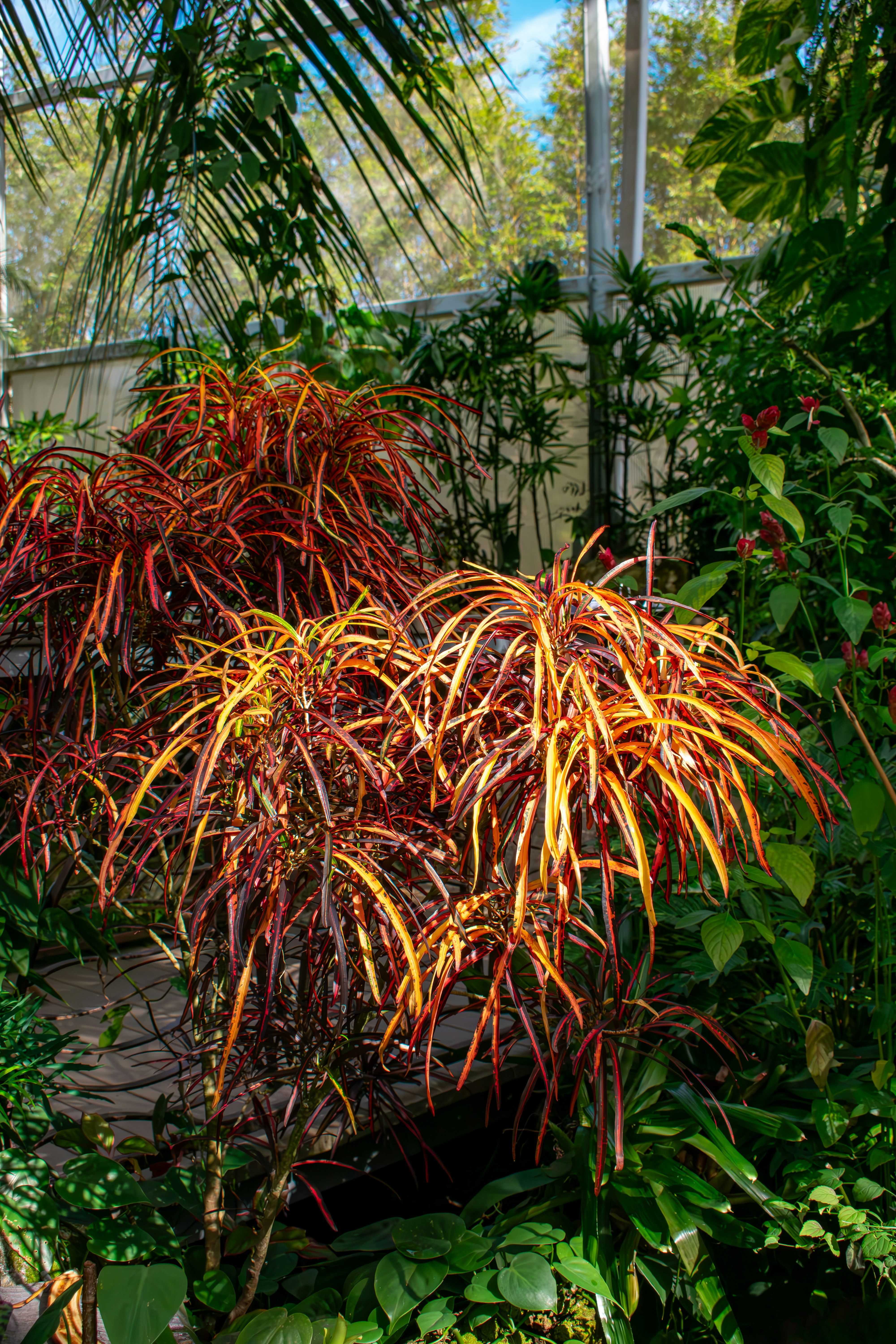 Ember-Tipped Cordyline: A Fiery Foliage Focal in a Sunlit Garden Border