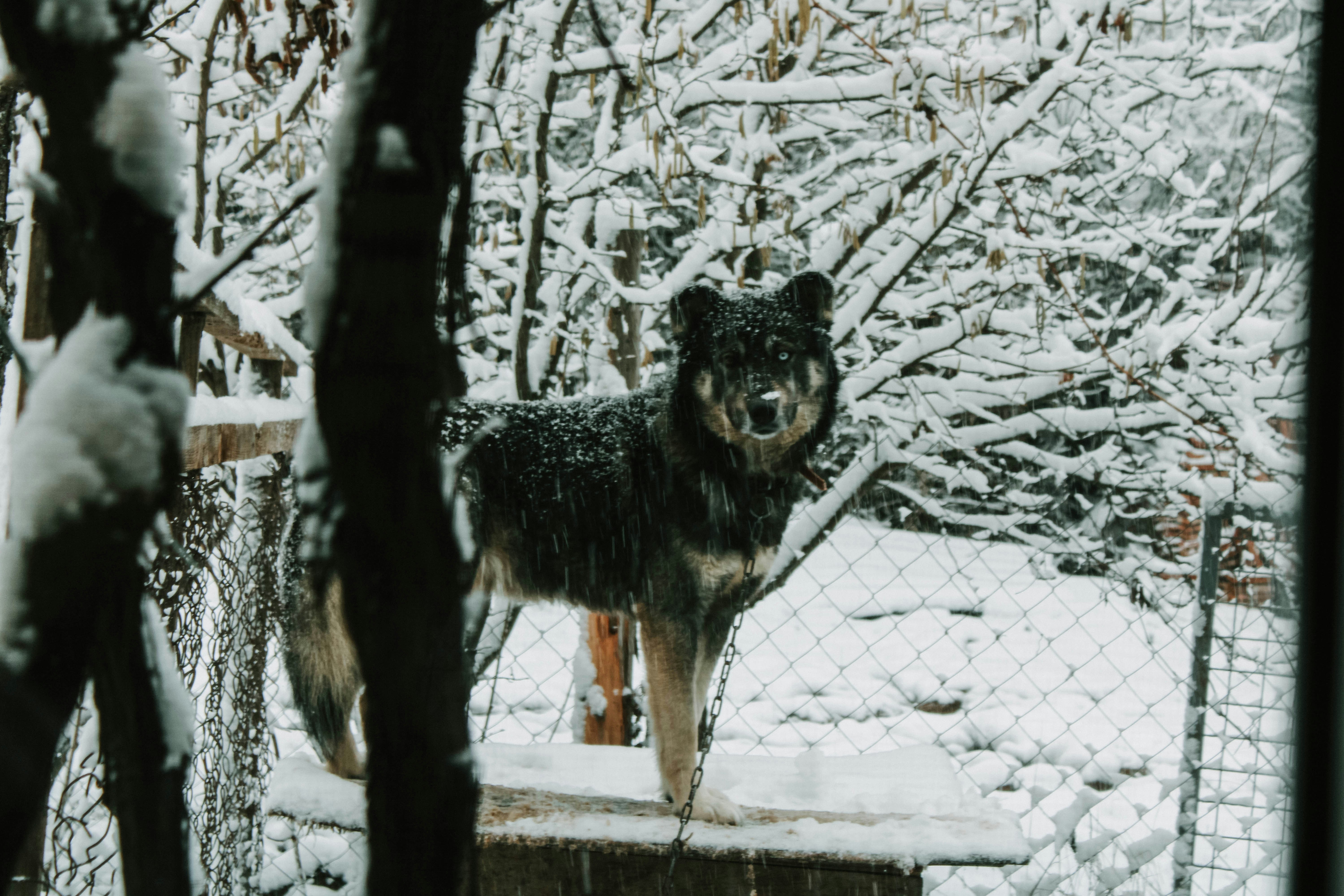 A wolf standing in the snow behind a fence photo – Free Macedonia Image ...