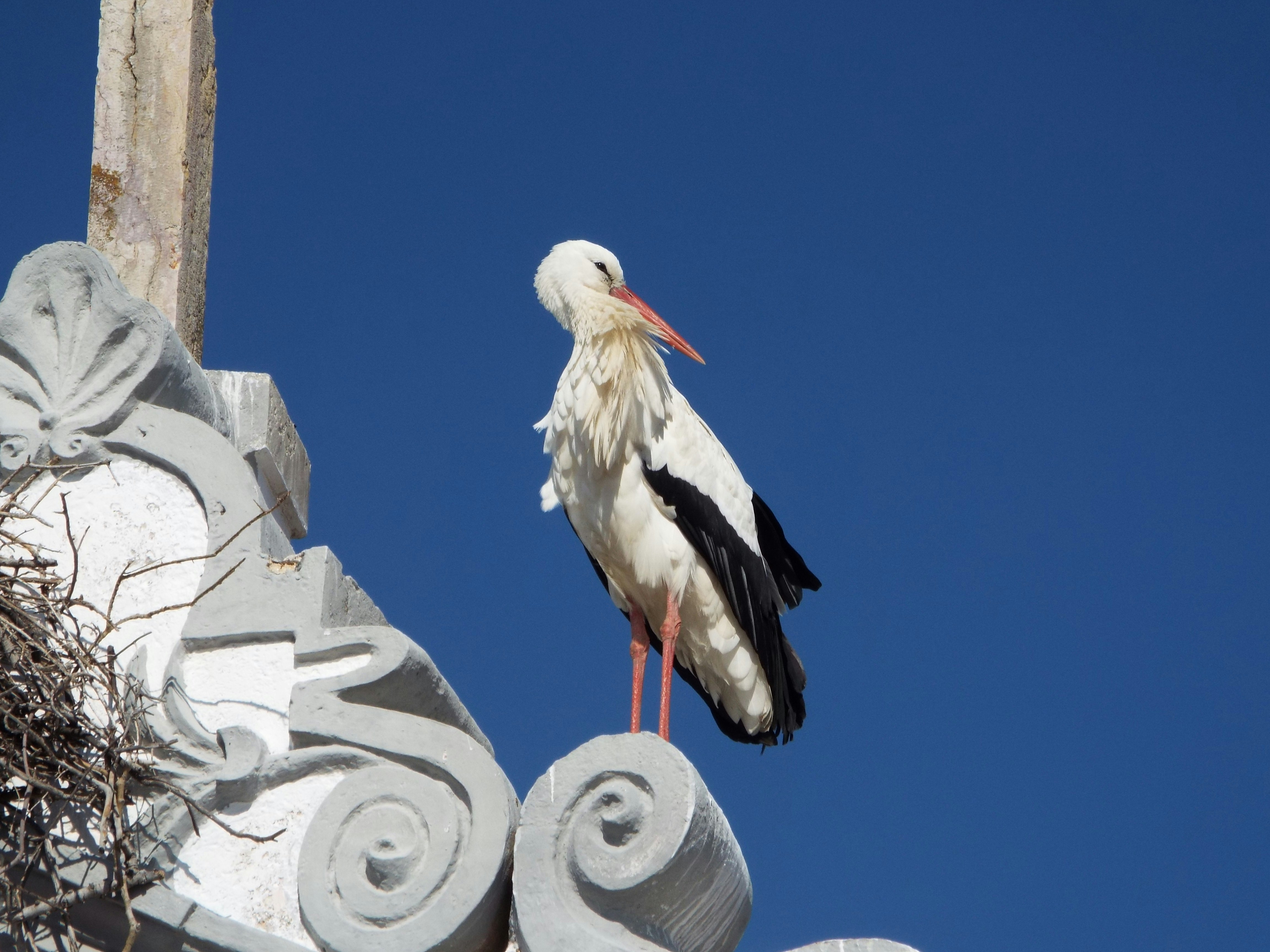 White Stork Perched Above Carved Stonework Against a Bold Blue Sky