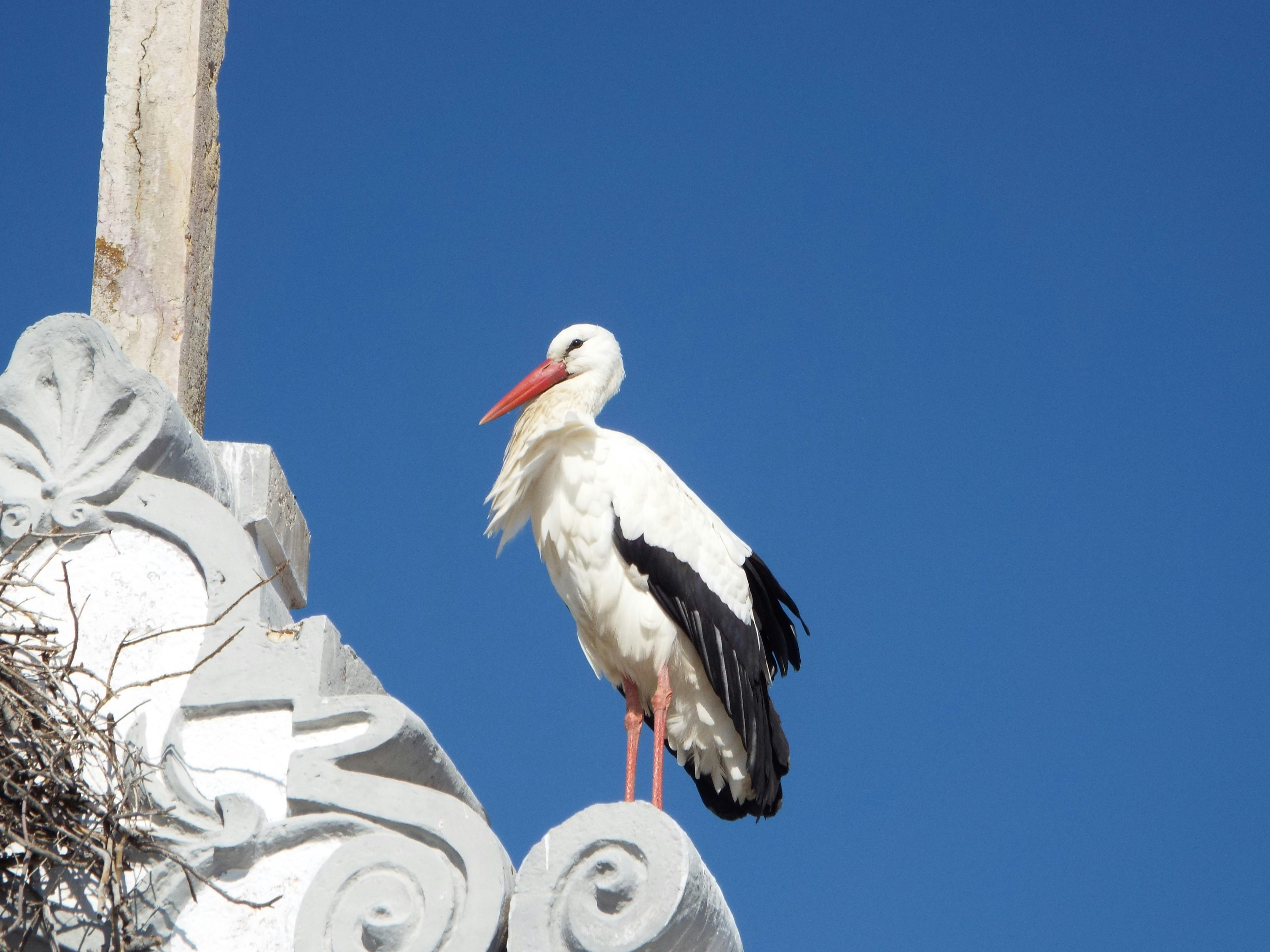 White Stork on Carved Stone Spire Under Clear Blue Sky